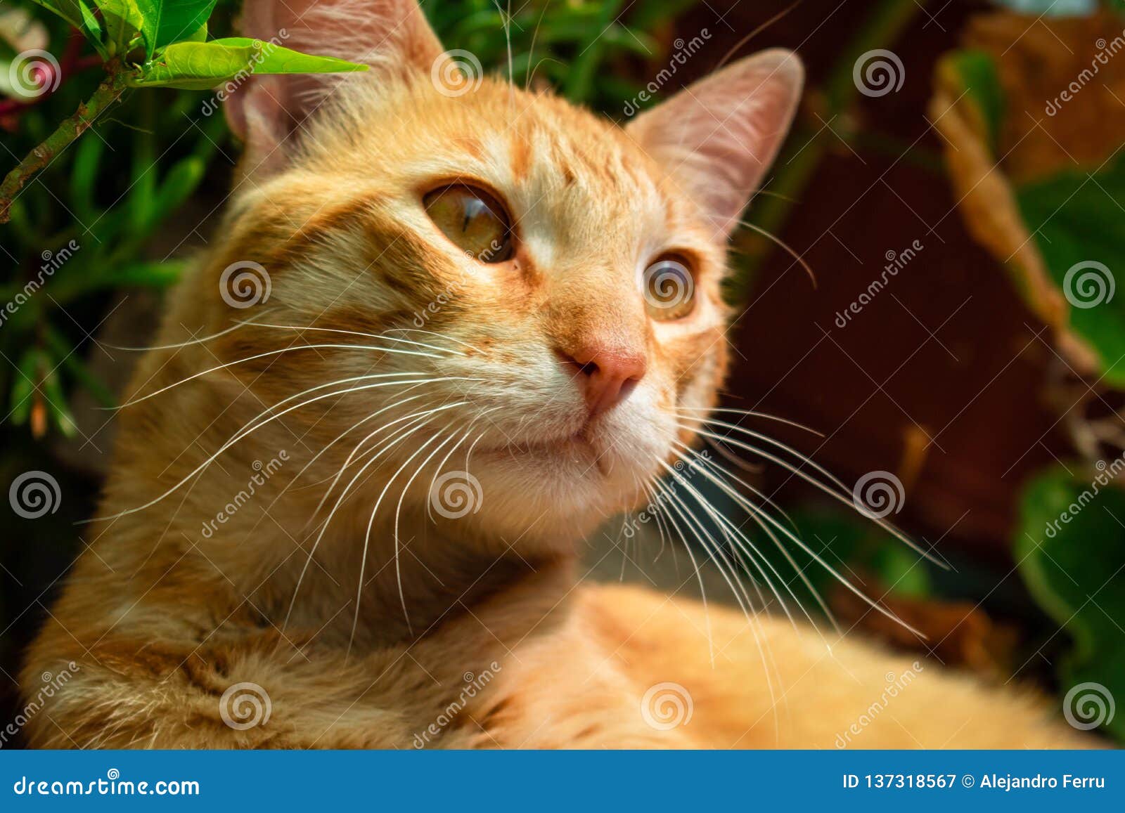 Daytime cat eyes stock image. Image of leaves, daytimes - 137318567