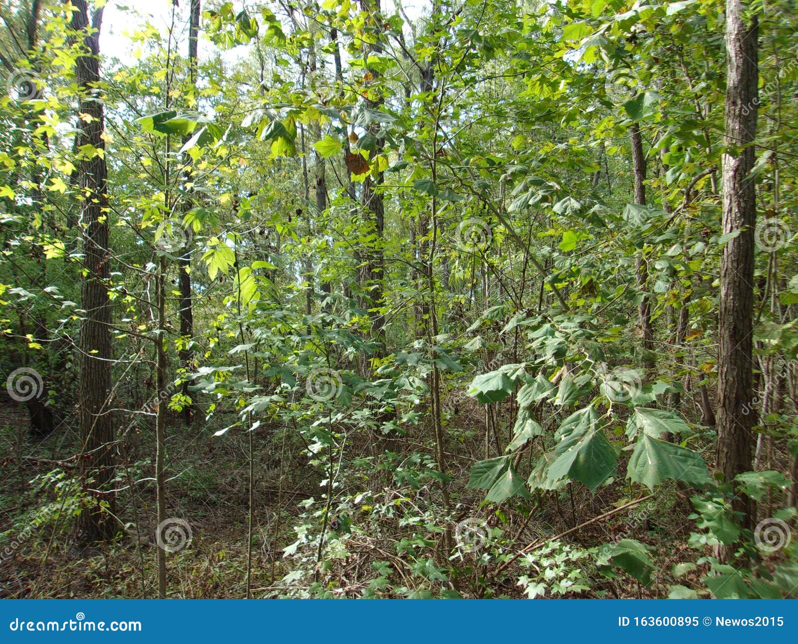 Daytime in the Deep Forest 1 Stock Image - Image of daytime, green ...