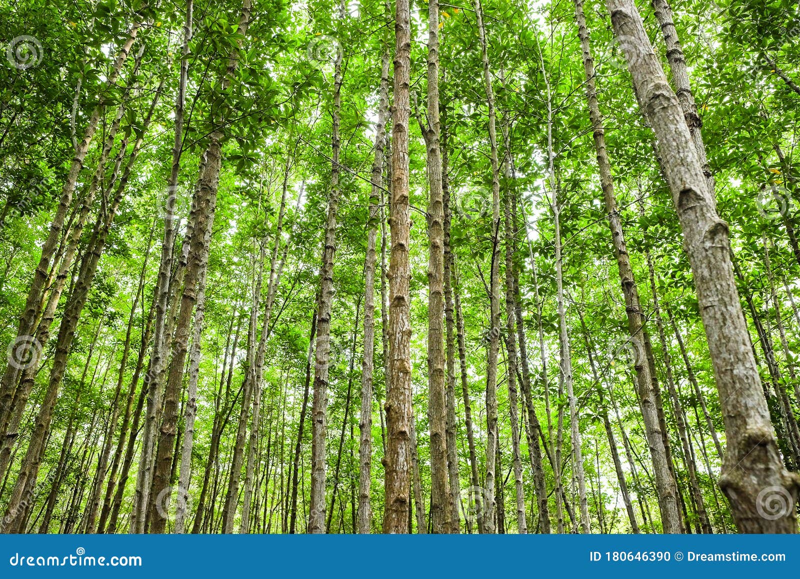 Daytime Forest, Nature Background. Stock Photo - Image of decor, closet ...