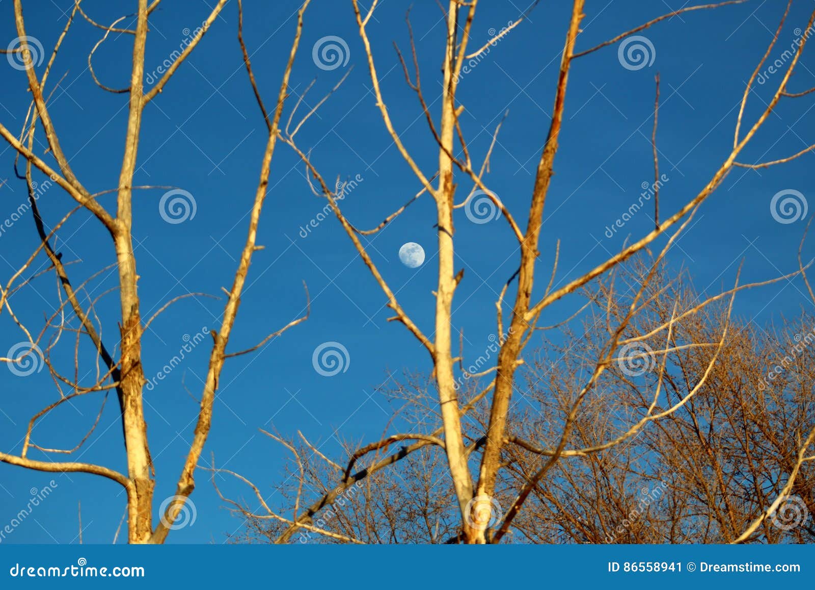 Daytime Moon stock image. Image of softfocus, daytime - 86558941