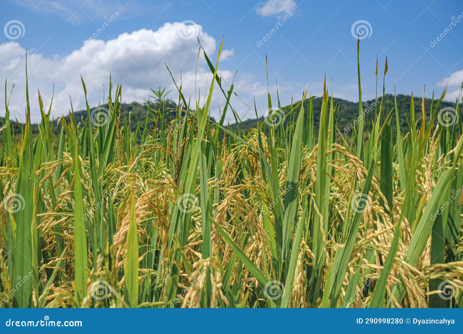 Kuningan west java stock photo. Image of harvest, garden - 290998280