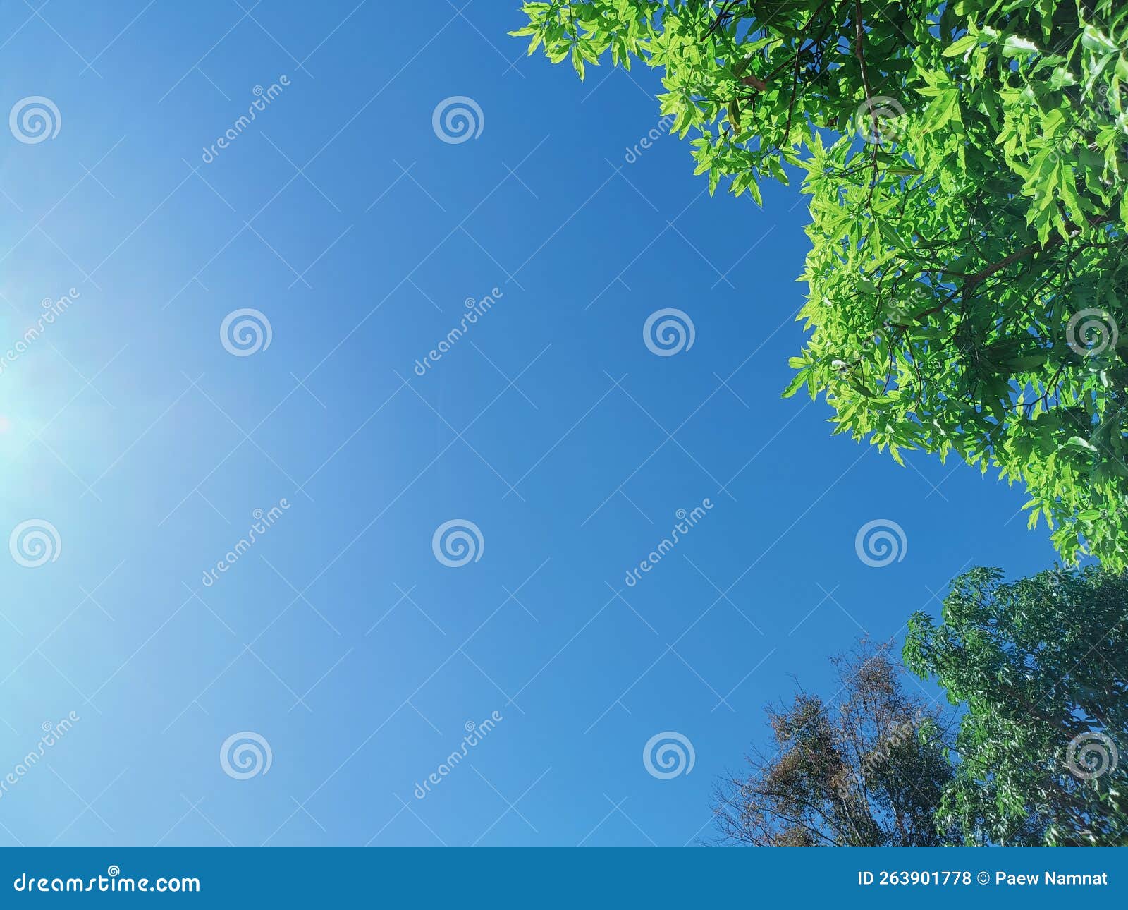 Daytime sky stock photo. Image of blue, woodland, tree - 263901778