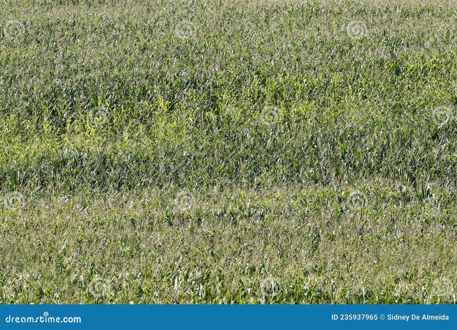 Corn Crop - Agriculture Concept - Work on the Farm Stock Image - Image ...