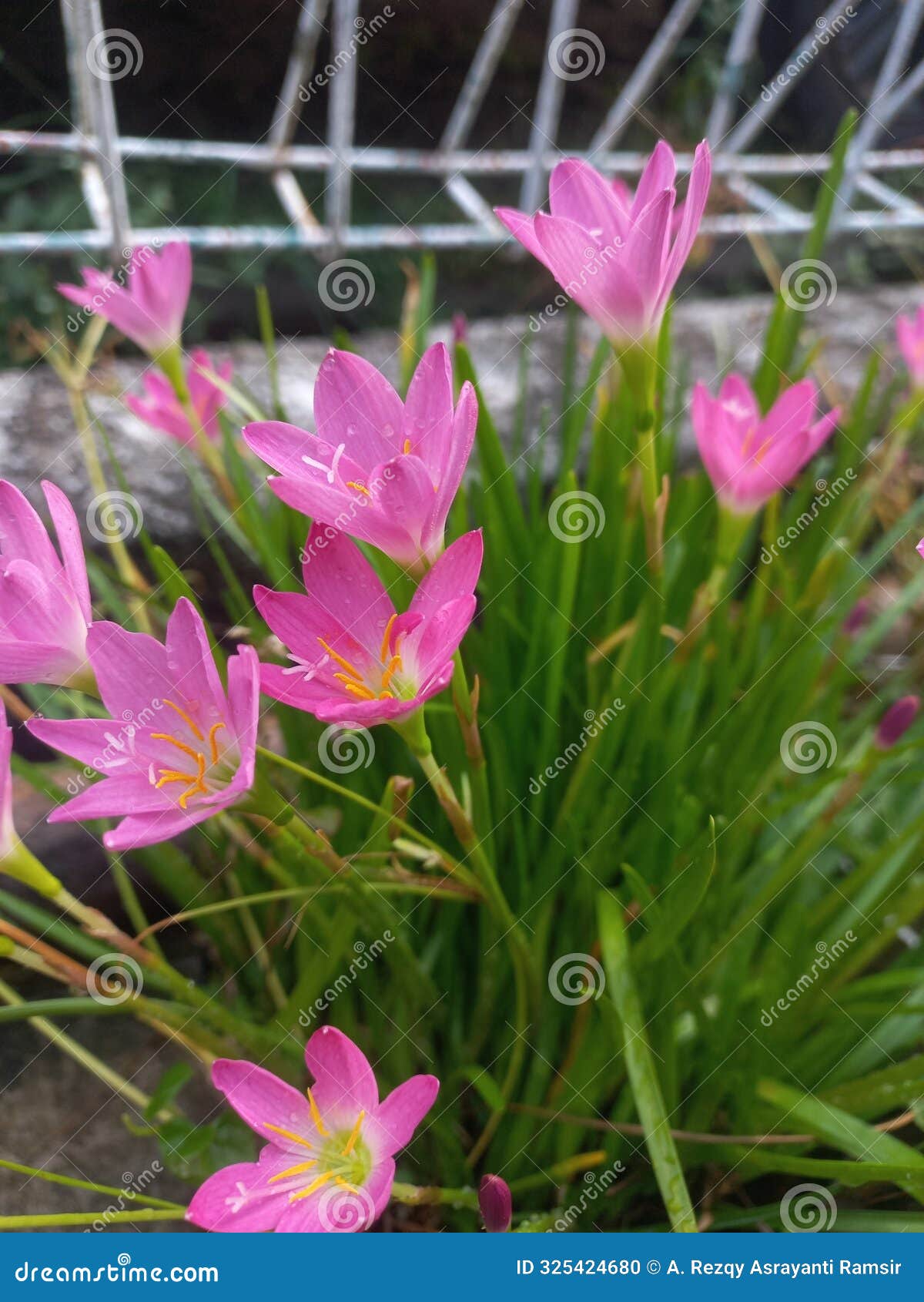 Daytime View Flower in the Yard Stock Photo - Image of flower, nature ...