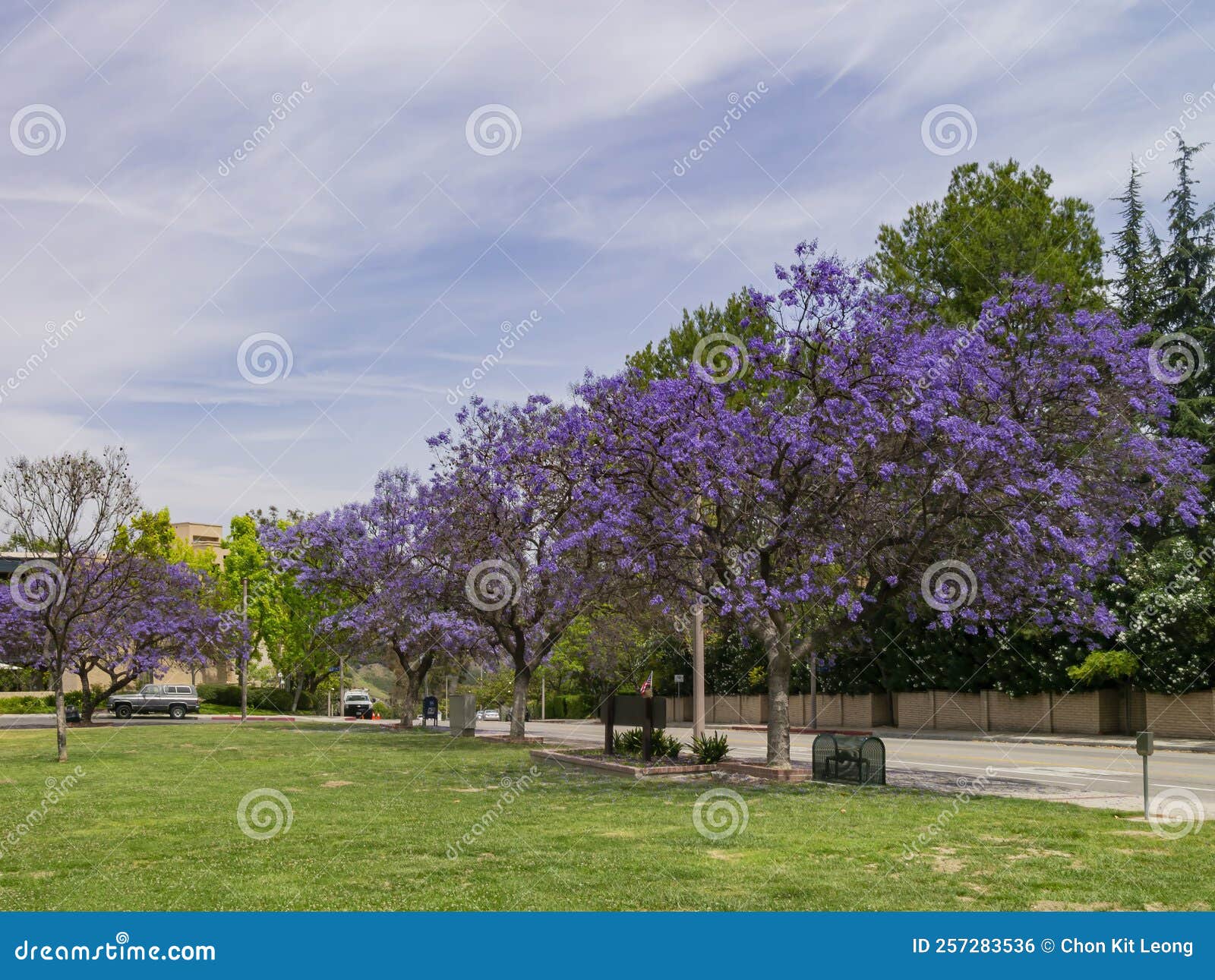 Daytime View of the Jacaranda Trees Blossom Stock Photo - Image of road ...