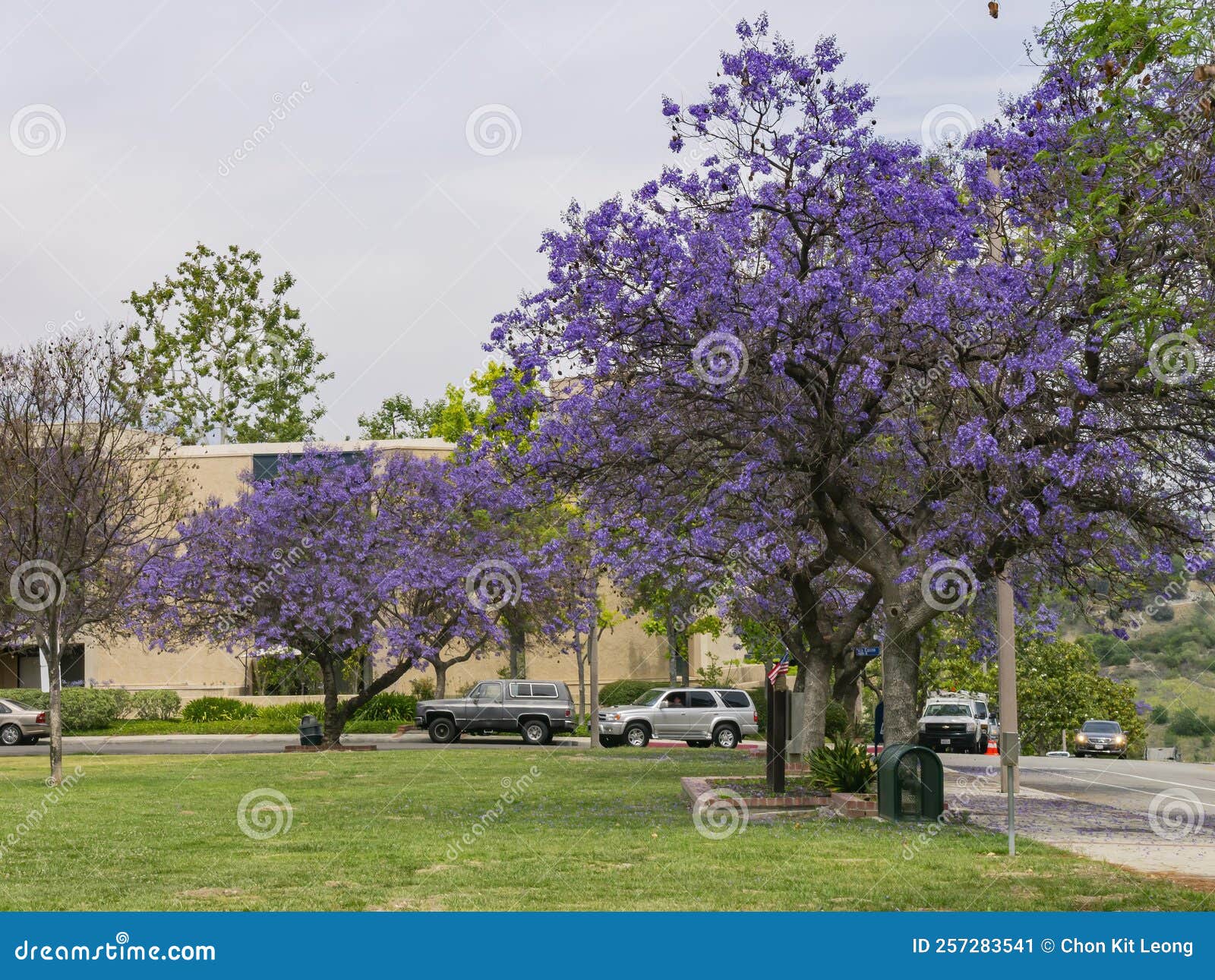 Daytime View of the Jacaranda Trees Blossom Stock Image - Image of ...