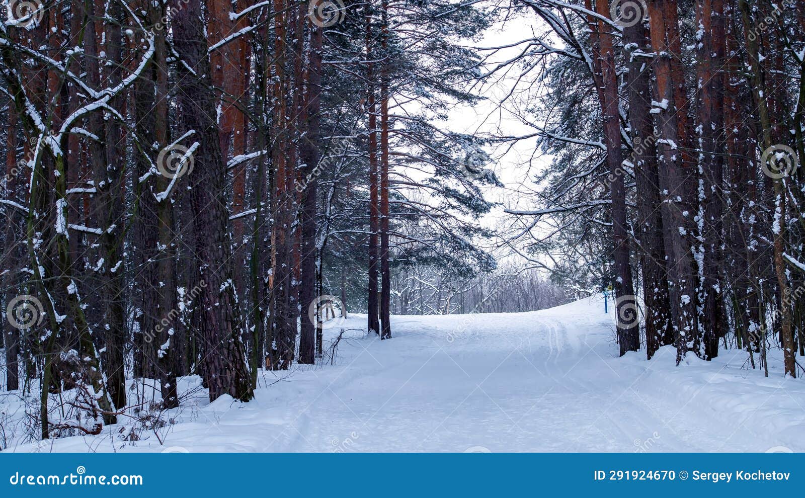 Daytime View of the Snowy Winter Pine Forest. Stock Photo - Image of ...