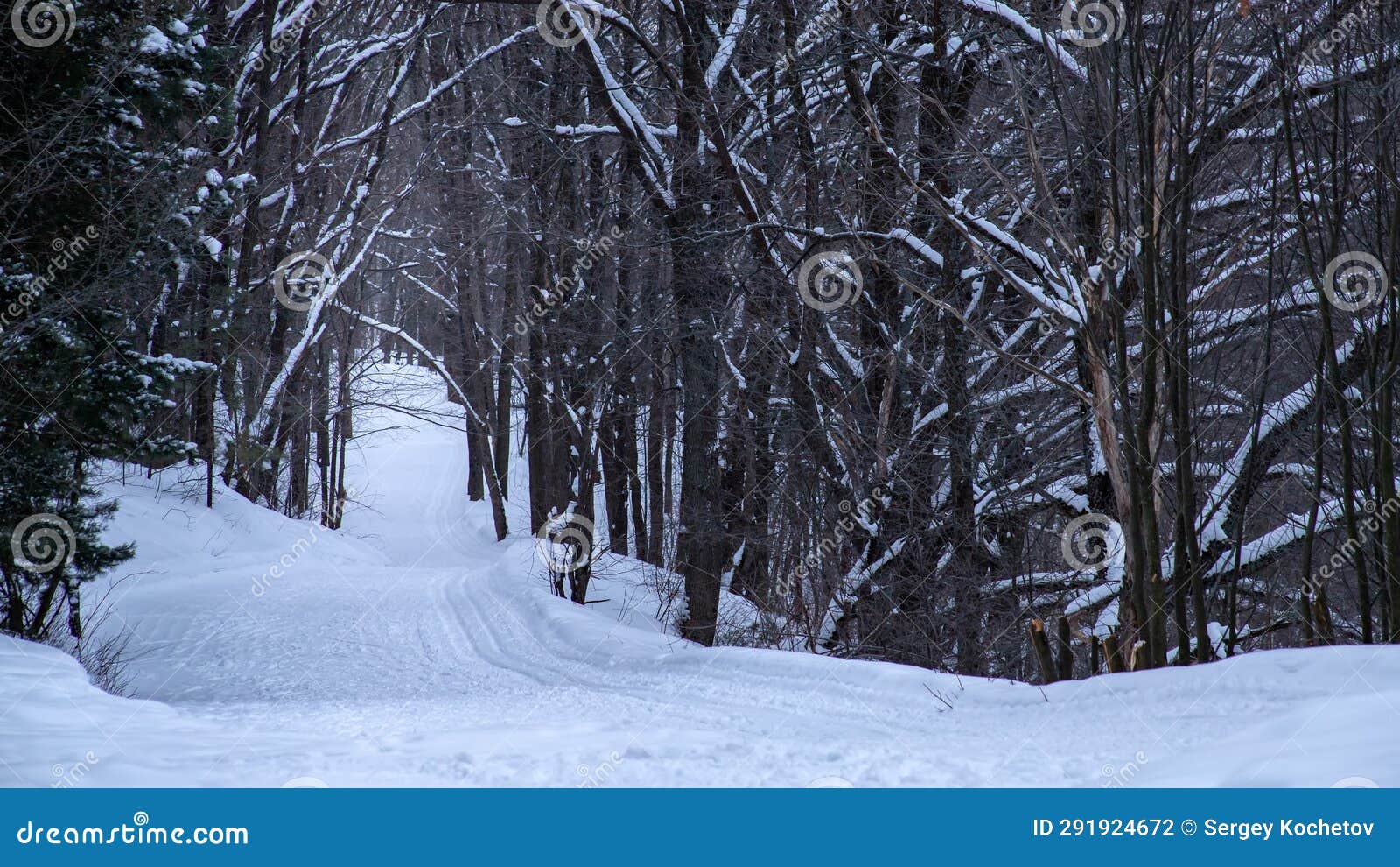 Daytime View of the Snowy Winter Pine Forest. Stock Photo - Image of ...