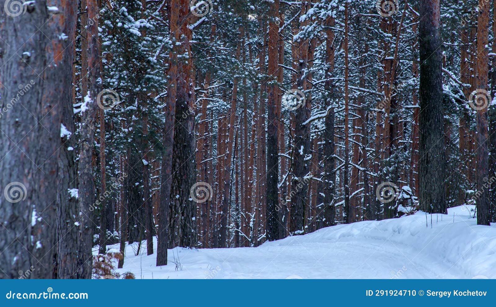Daytime View of the Snowy Winter Pine Forest. Stock Photo - Image of ...