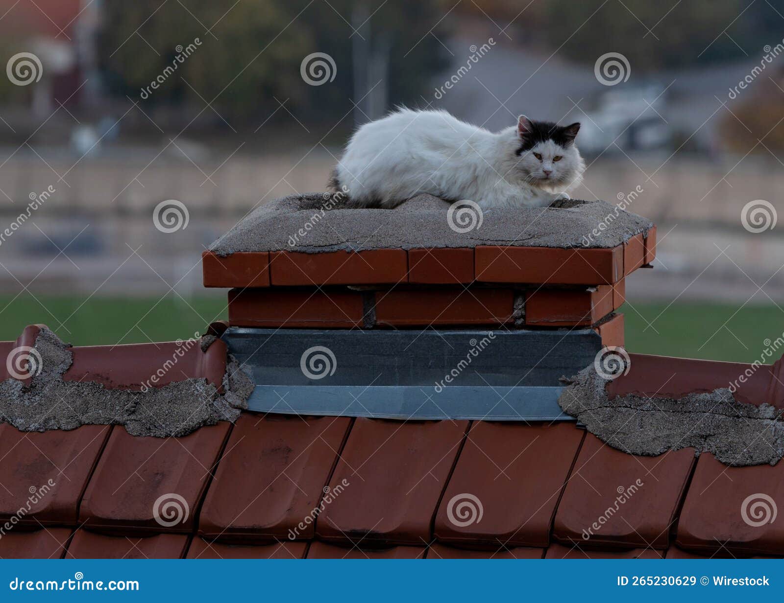 Daytime View of a White Cat on a Red Chimney on a Blurry Background ...