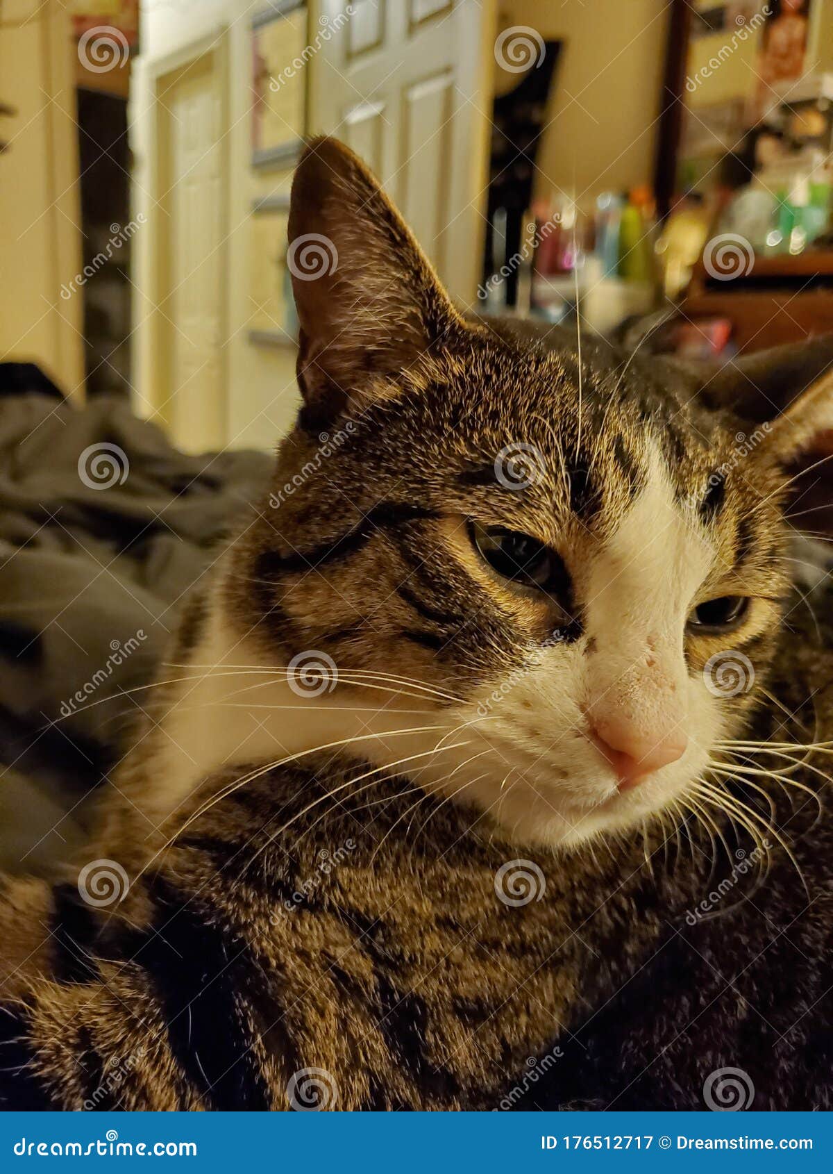 Dazed and Catfused stock image. Image of dazed, furry - 176512717