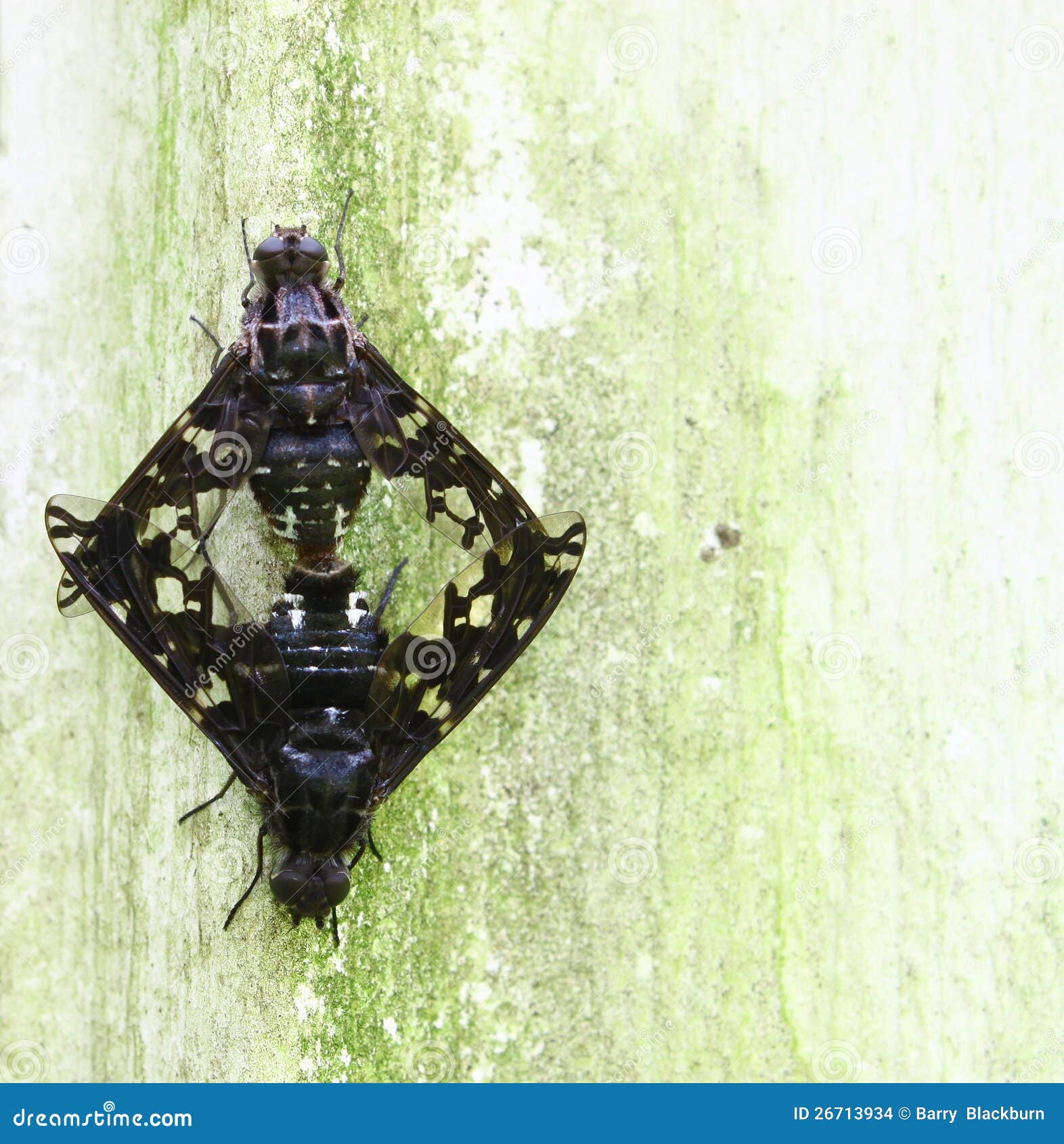 Dazen stock foto. Image of vliegen, criterium, insect - 26713934