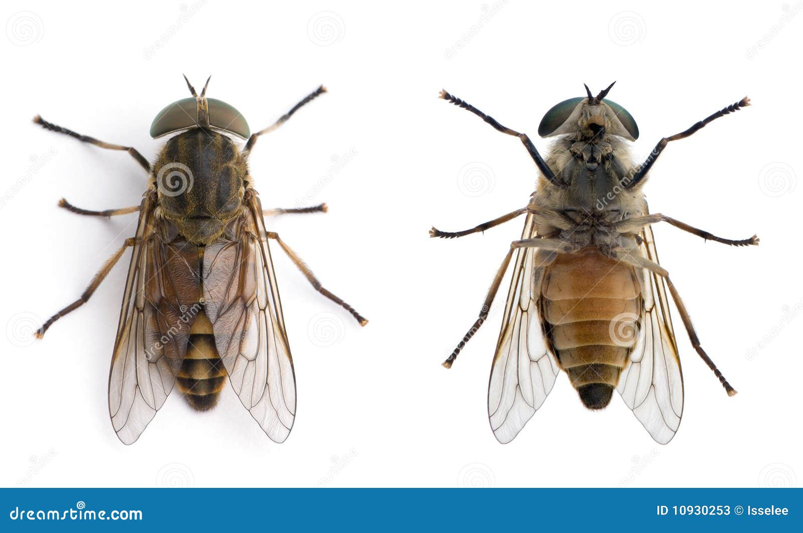 Dazen Voor Een Witte Achtergrond Stock Afbeelding - Image of dier ...