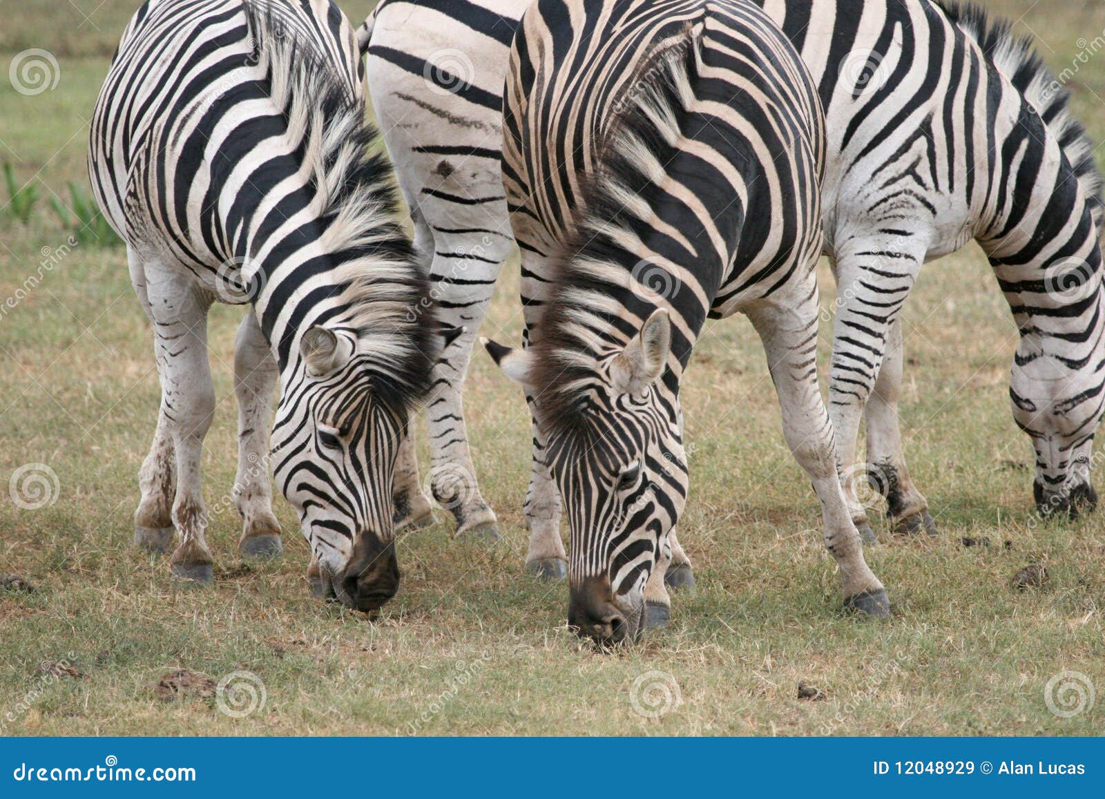 A Dazzle of Zebra stock image. Image of stripes, cape - 12048929