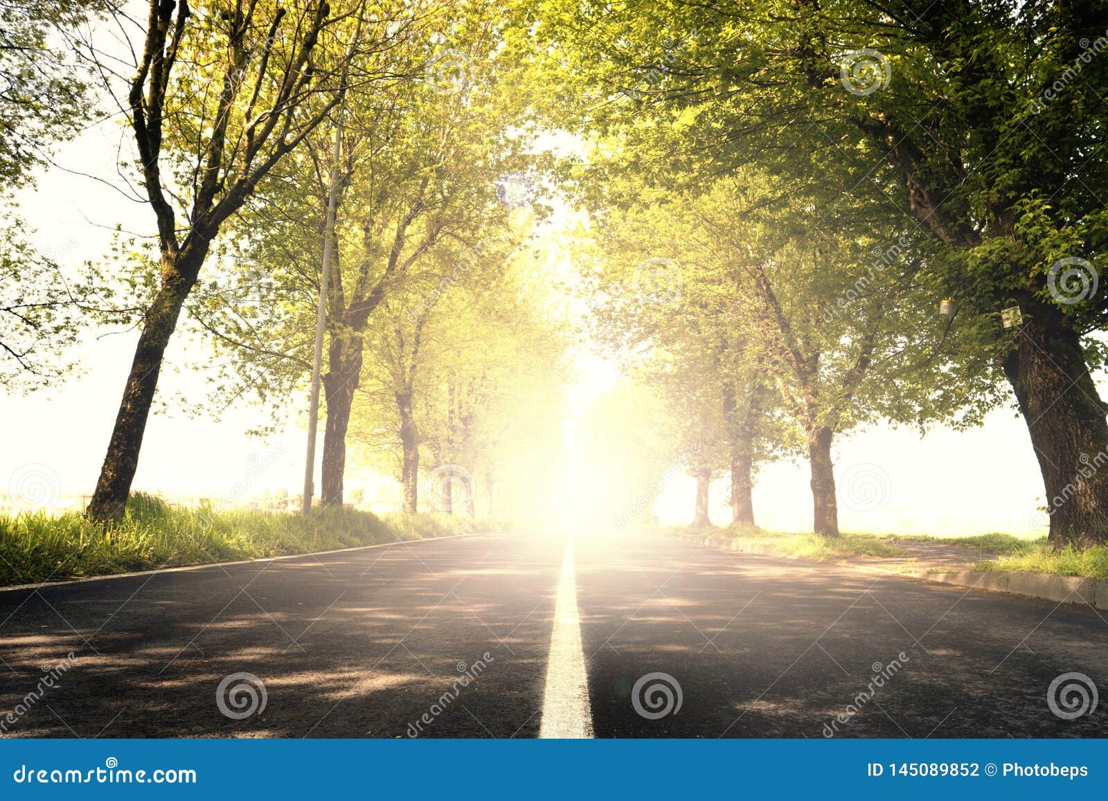 Dazzling Light on a Tree-lined Road Stock Photo - Image of road, dense ...