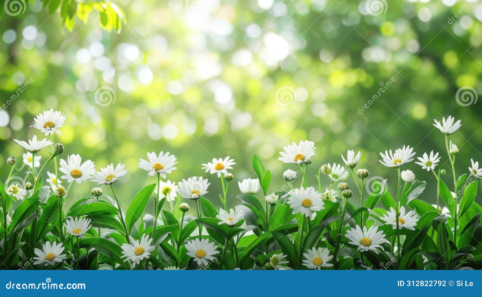 Dazzling Spring Daisy Border: a Beautiful Floral Frame for Your Designs ...