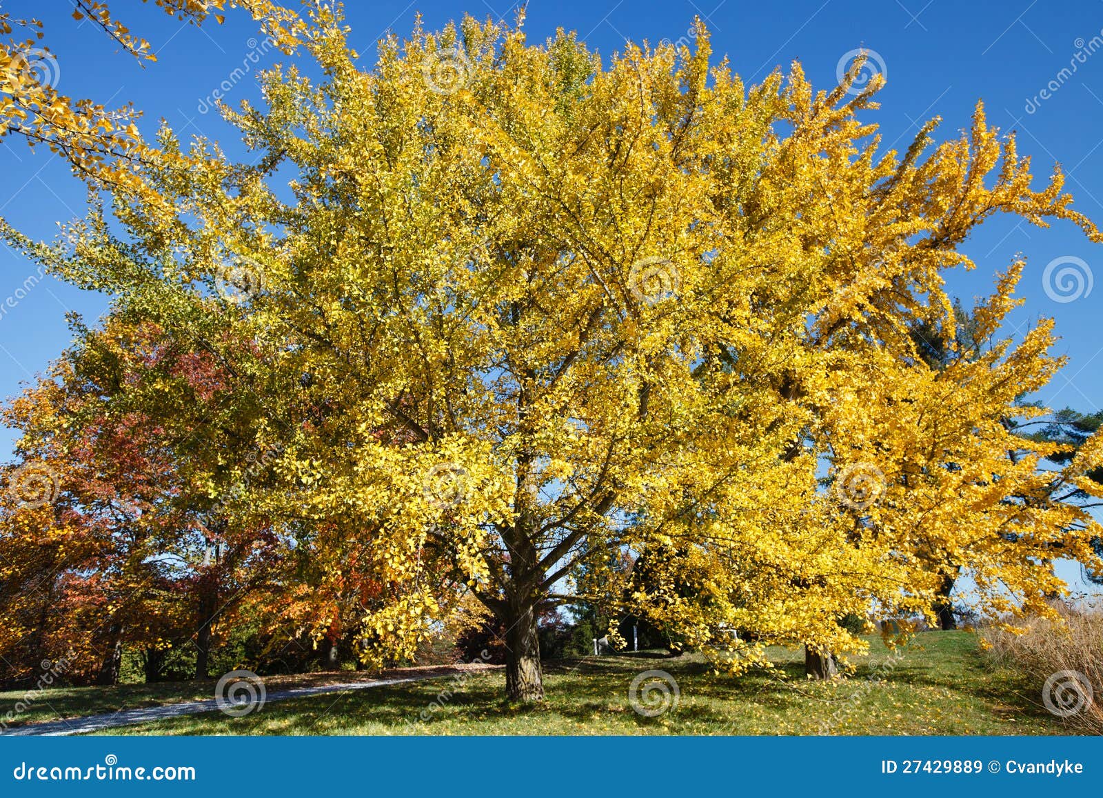 Dazzling Yellow Ginkgo Maidenhair Tree Virginia Stock Image - Image of ...