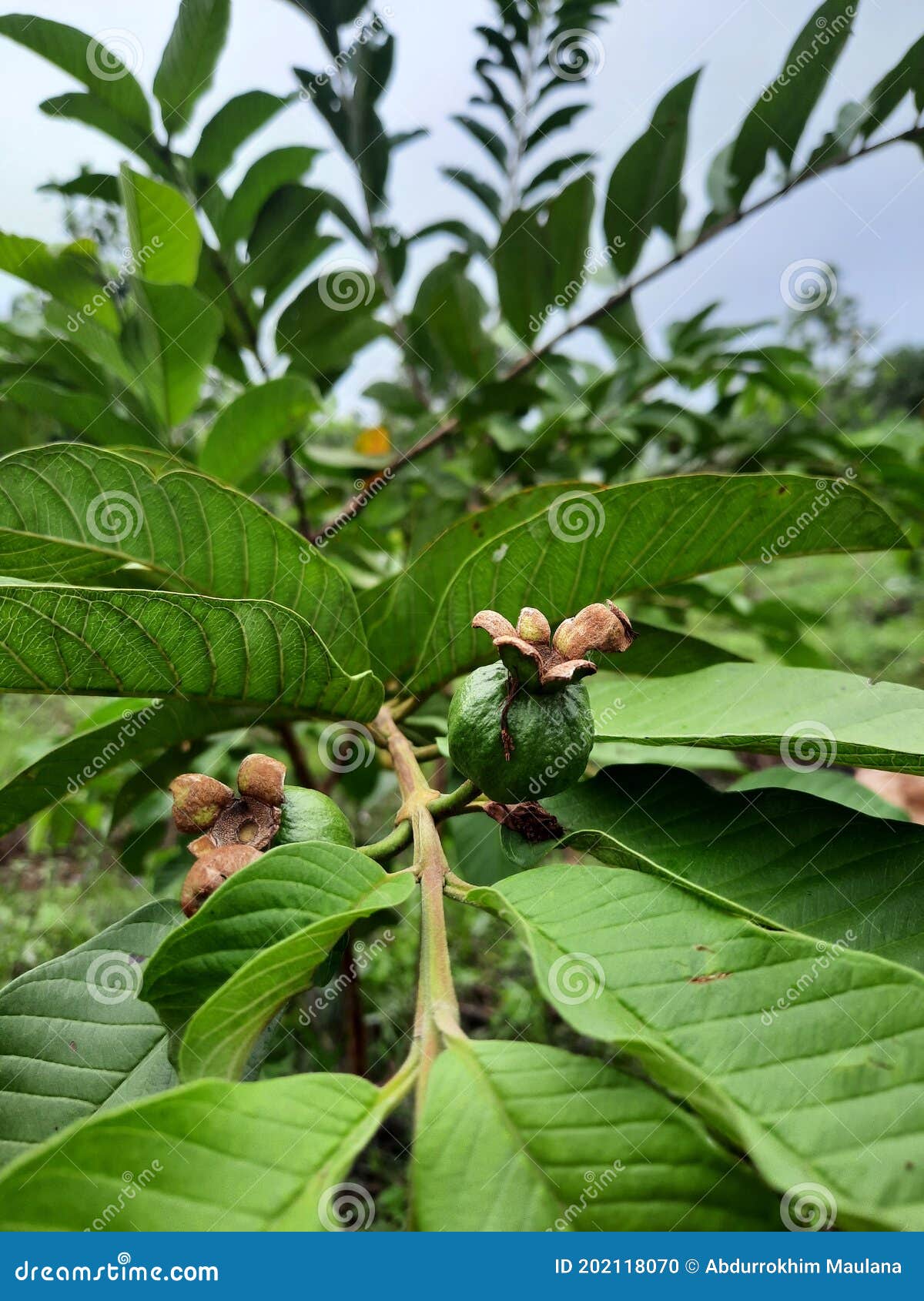 Dazzling young guava stock photo. Image of background - 202118070