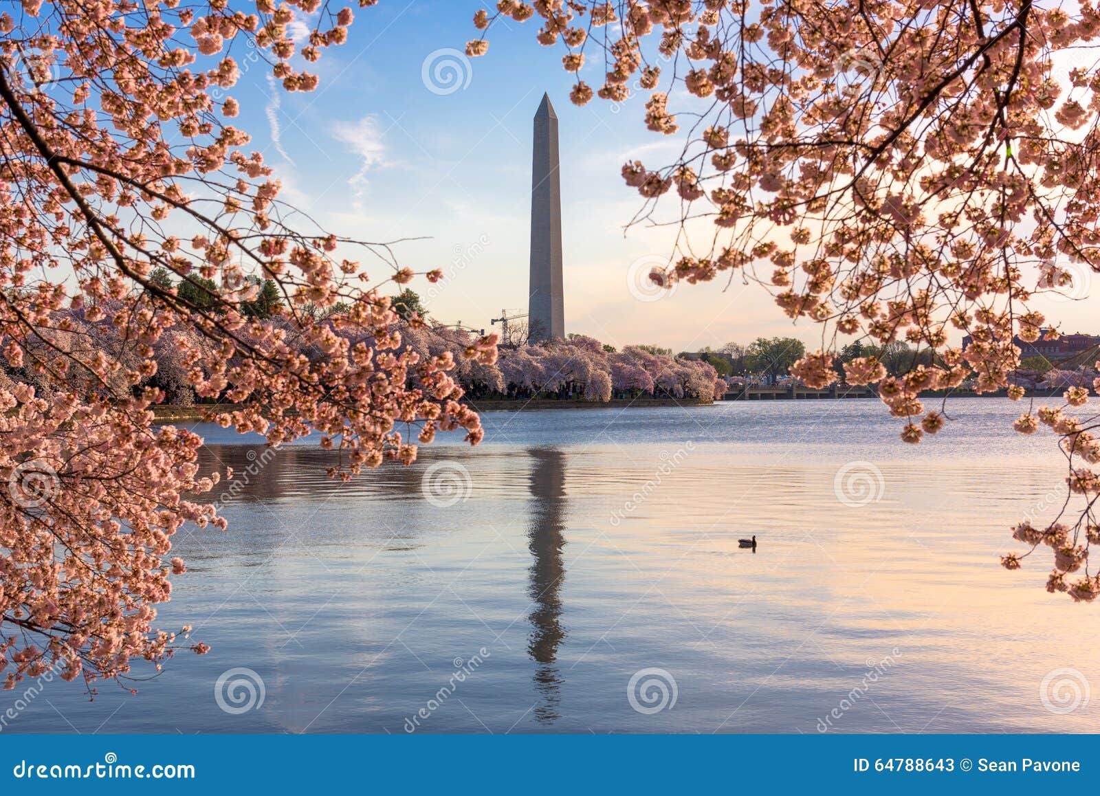 DC in Spring stock image. Image of states, season, cherry - 64788643