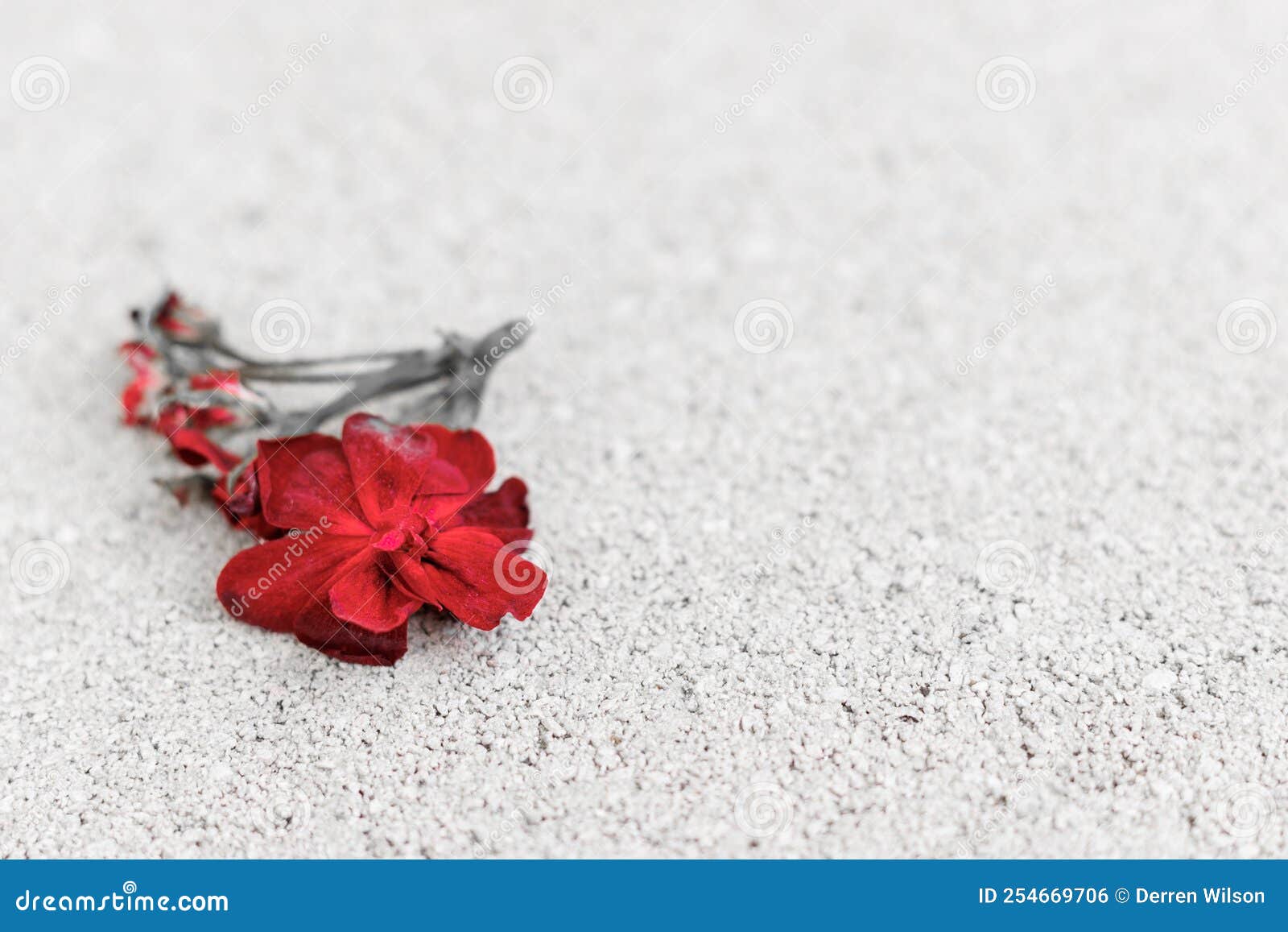 Close Up of a Dying Red Flower Monotone Stock Photo - Image of green ...