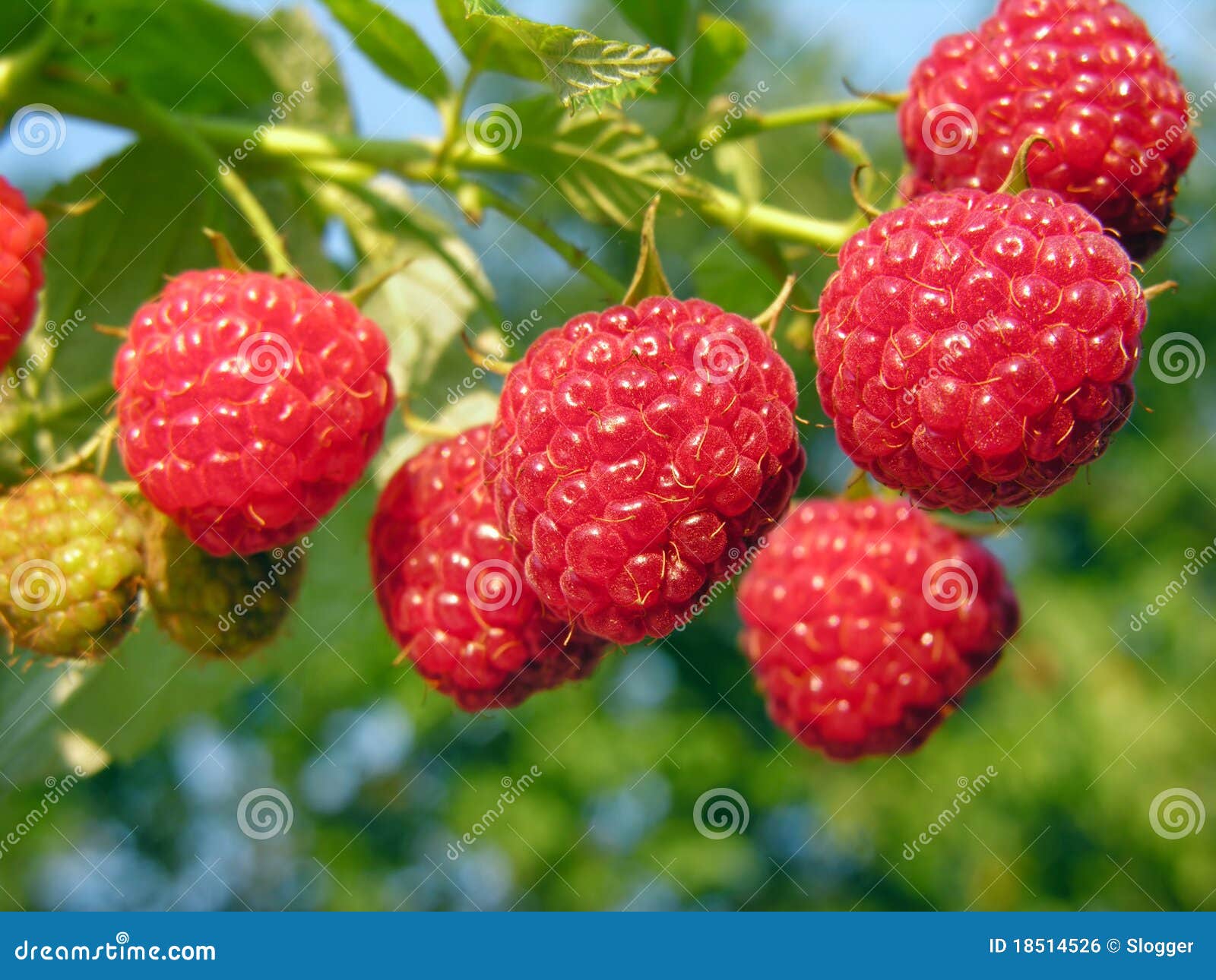 De Aanplanting Van De Framboos Stock Foto - Image of zoet, macro: 18514526