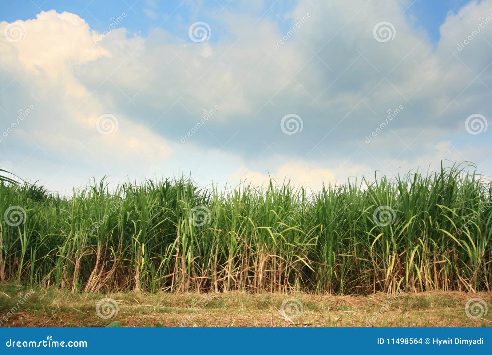 De Aanplanting Van Het Suikerriet Stock Foto - Image of wolkenkraam ...