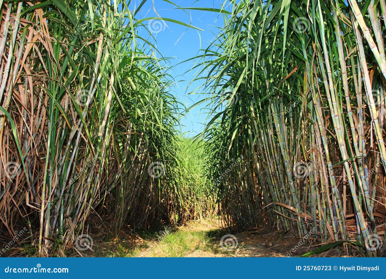 De Aanplanting Van Het Suikerriet Stock Afbeelding - Image of gewas ...