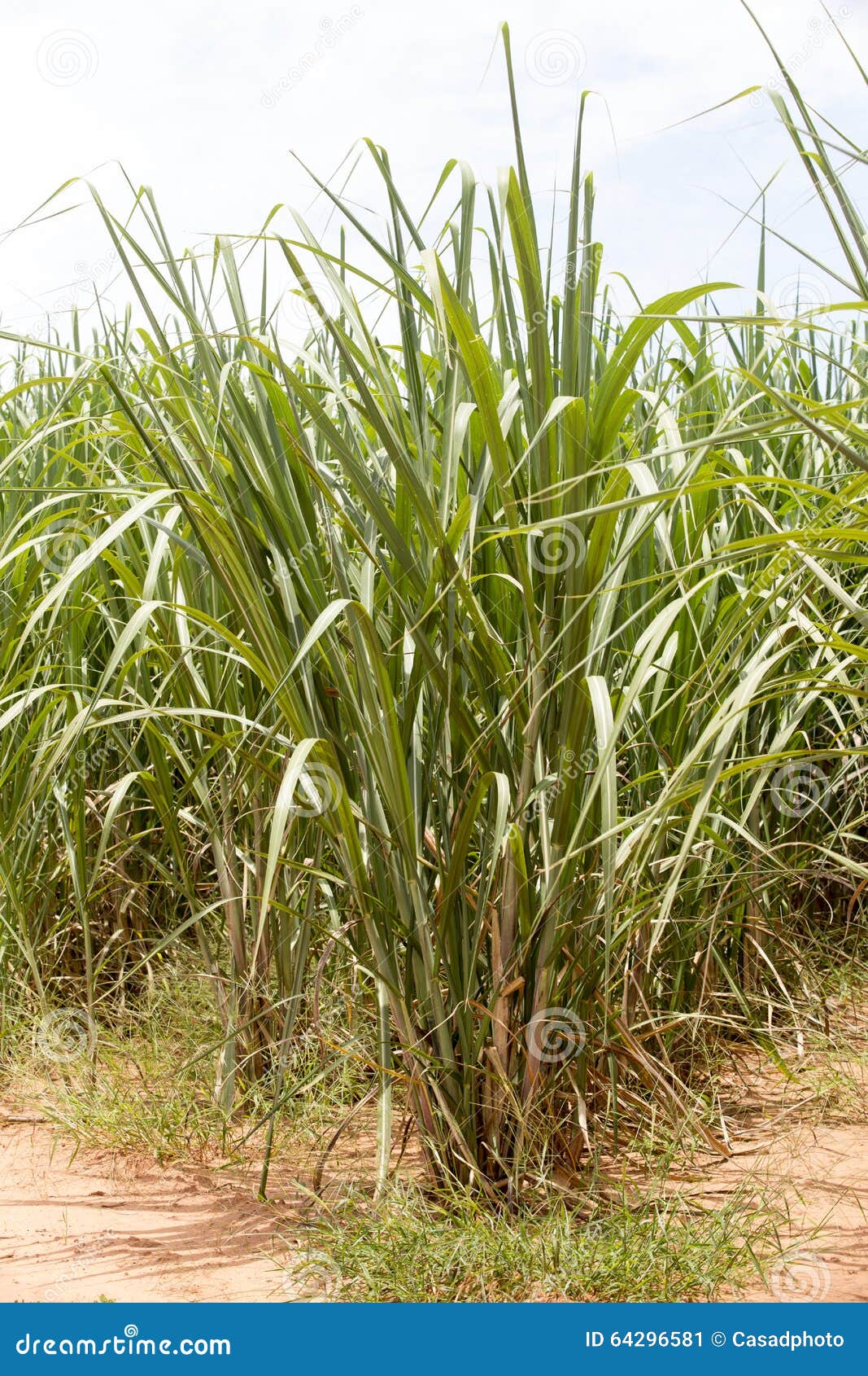 De Aanplanting Van Het Suikerriet Stock Afbeelding - Image of suiker ...