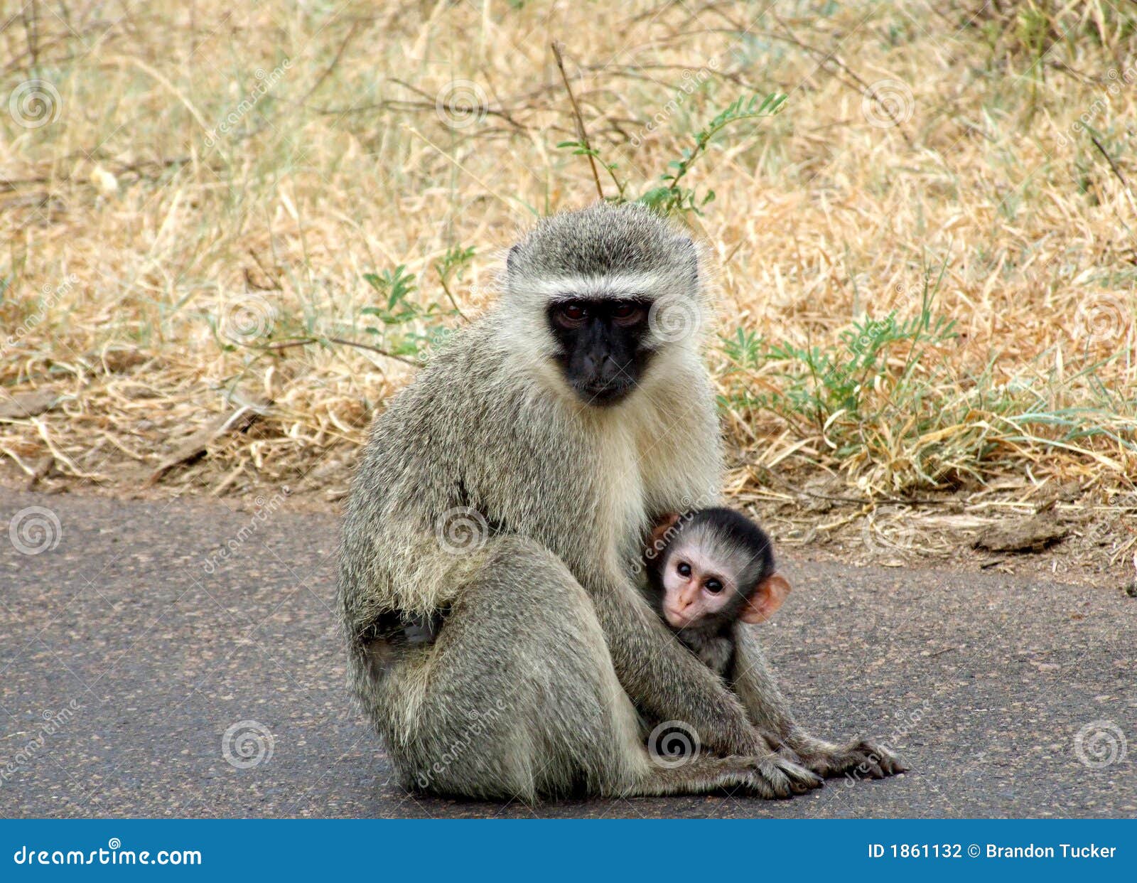 De Aap En De Baby Van Vervet Stock Foto - Image of afrika, kruger: 1861132