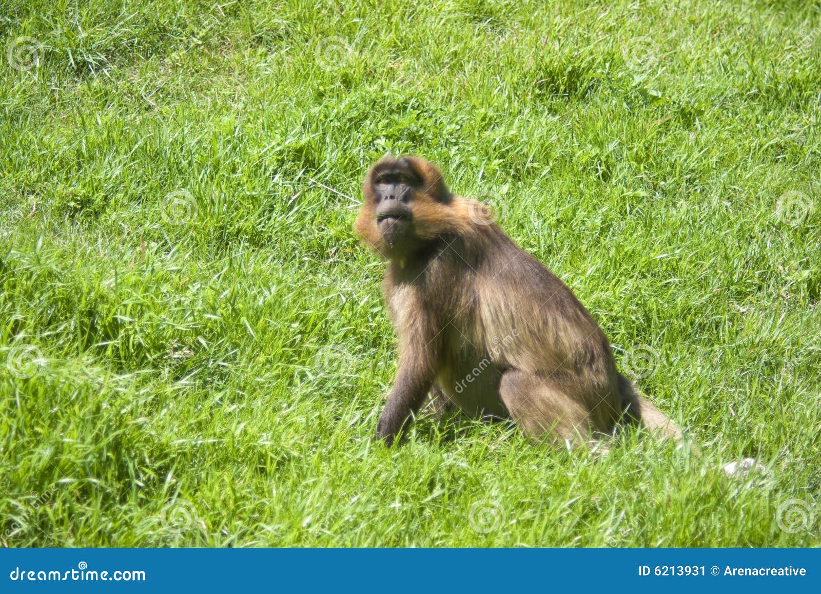 De Aap van de baviaan stock afbeelding. Image of bont - 6213931
