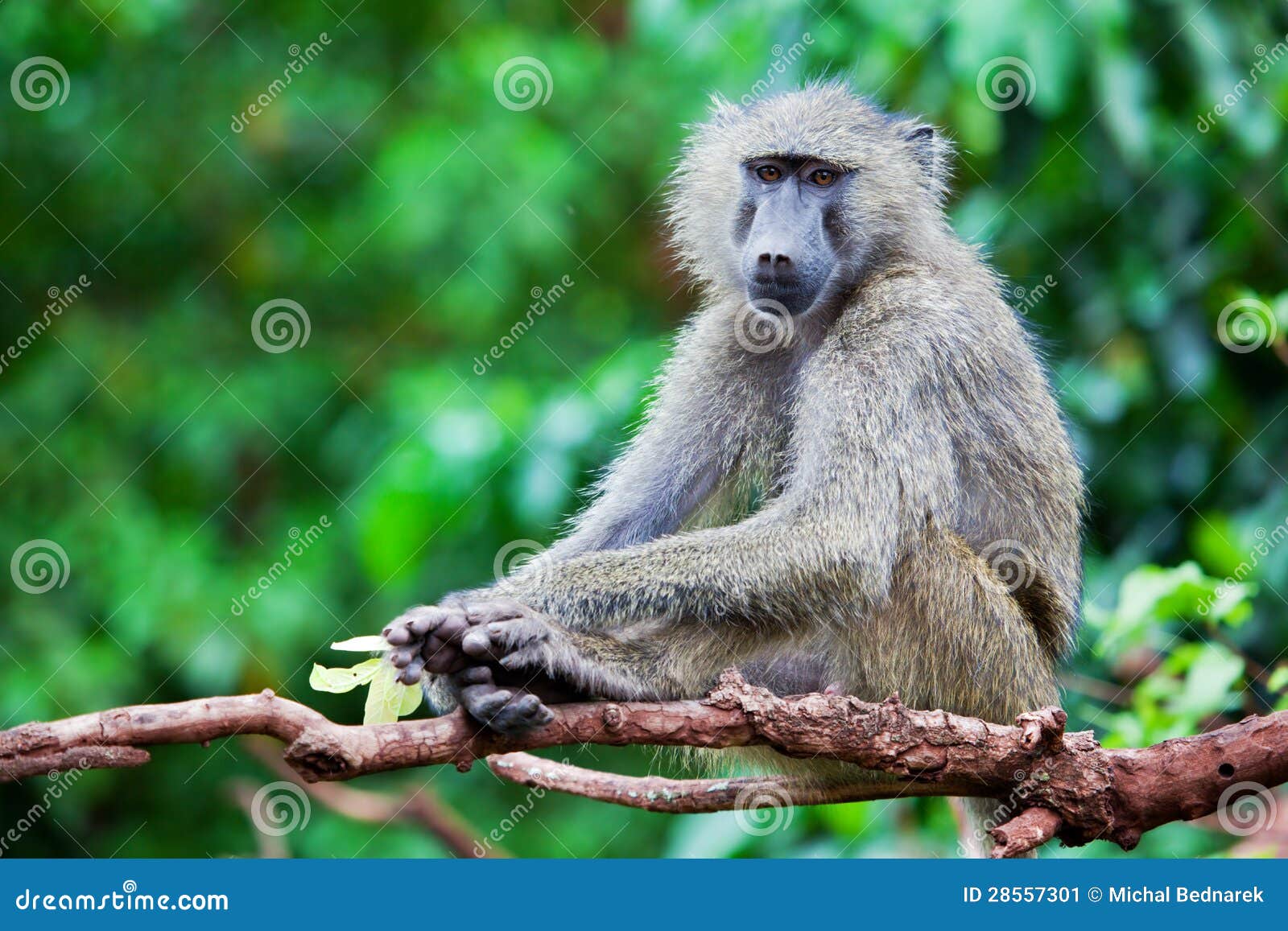 De Aap Van De Baviaan in Afrikaanse Struik Stock Afbeelding - Image of ...