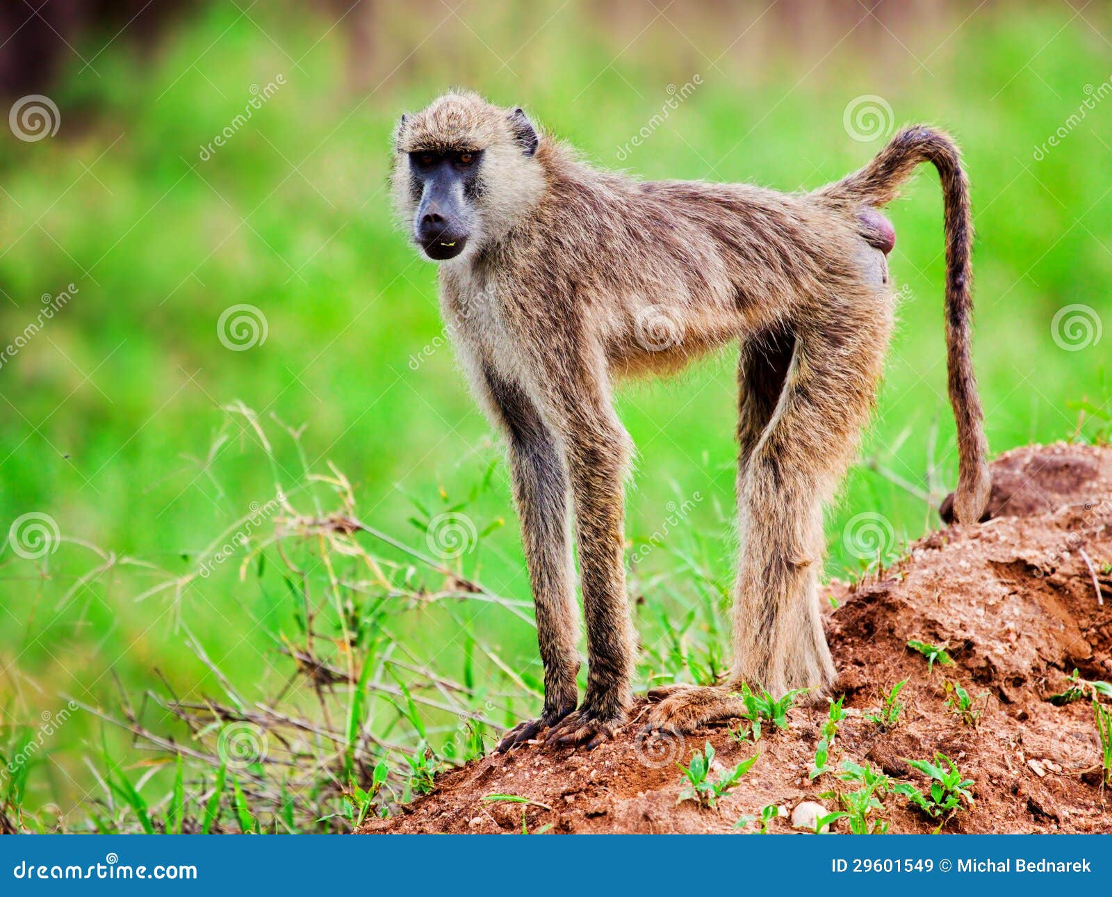 De Aap Van De Baviaan in Afrikaanse Struik. Kenia Stock Afbeelding ...