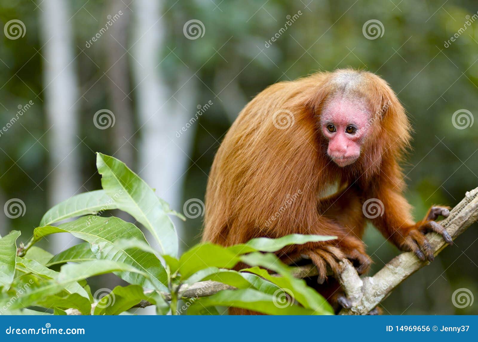 De Aap Van Het Rode Gezicht Van Uakaris in Peru Stock Foto - Image of ...