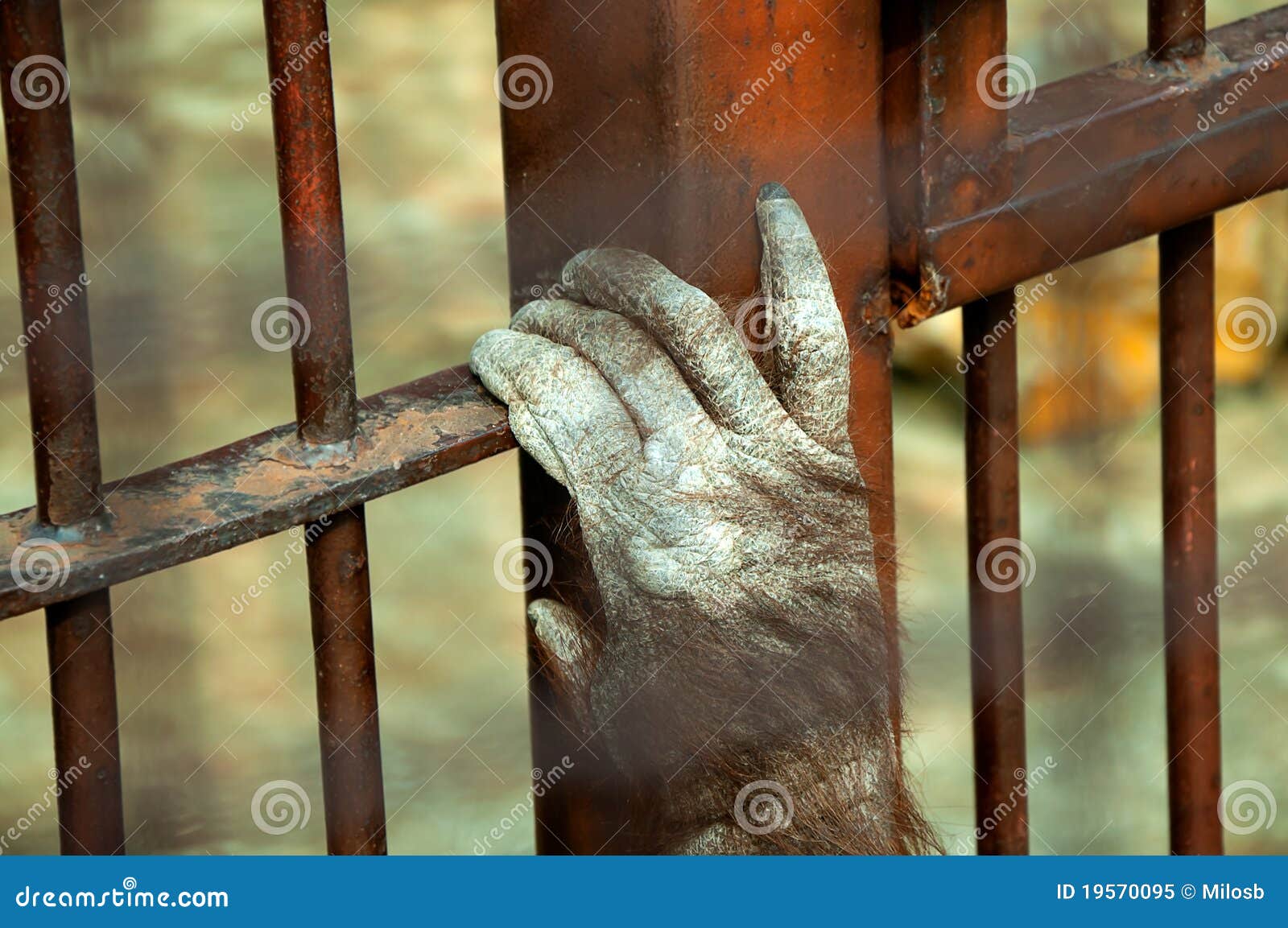 De aap van Prisoned stock afbeelding. Image of hand, gevangenis - 19570095