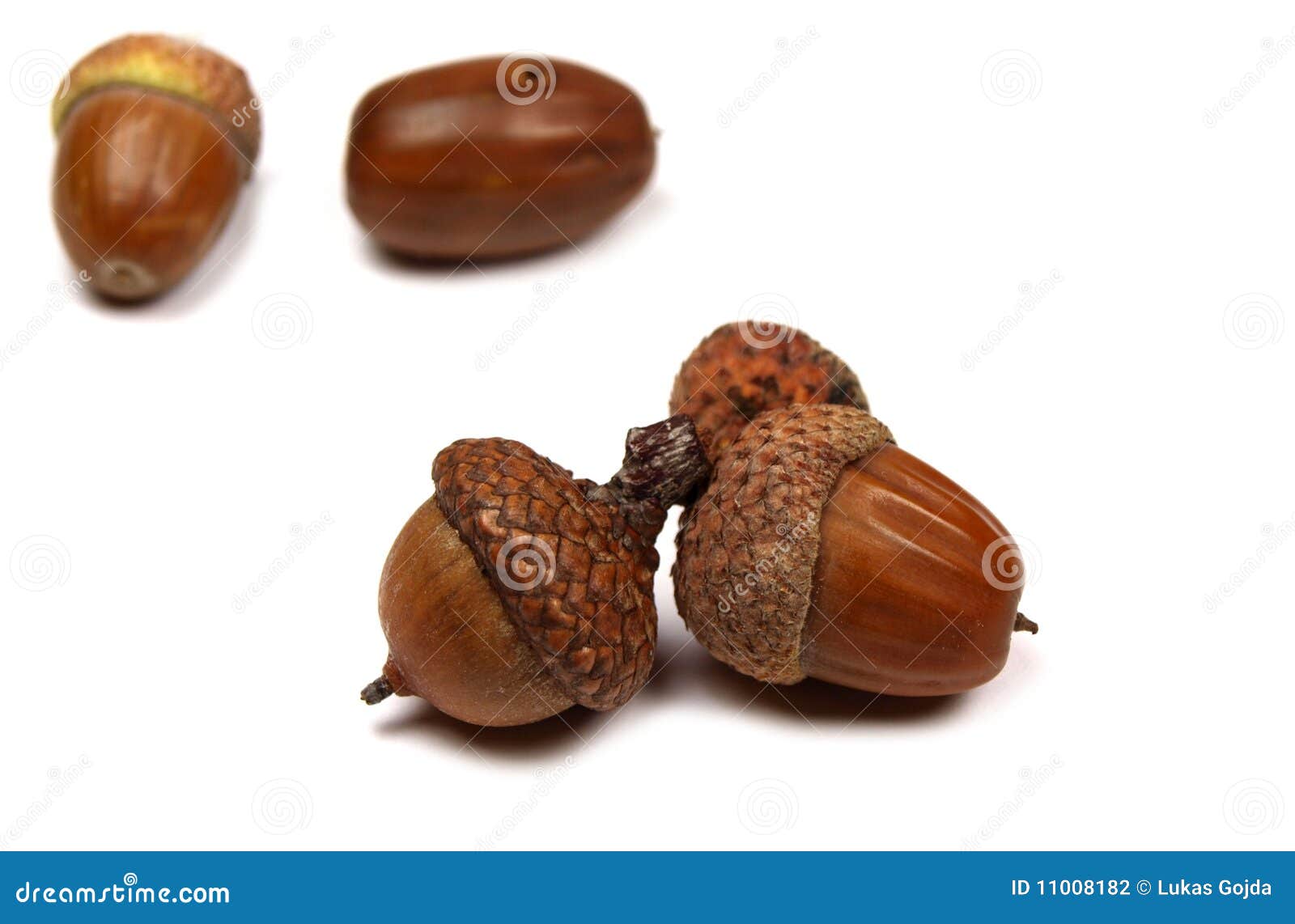 De Achtergrond Van De Eikel Stock Foto - Image of boom, vloot: 11008182