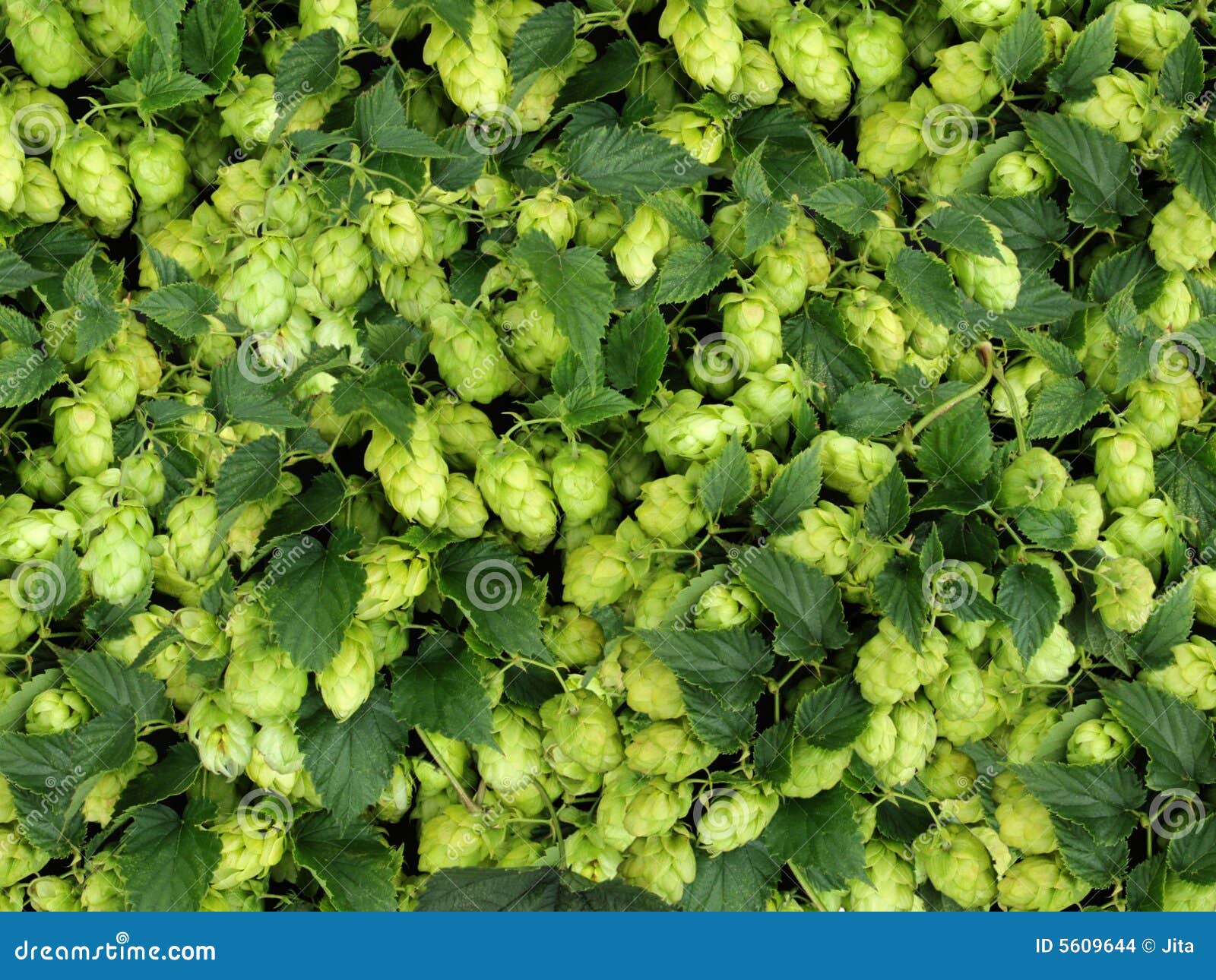 De achtergrond van de hop stock illustratie. Illustration of ingrediënt ...