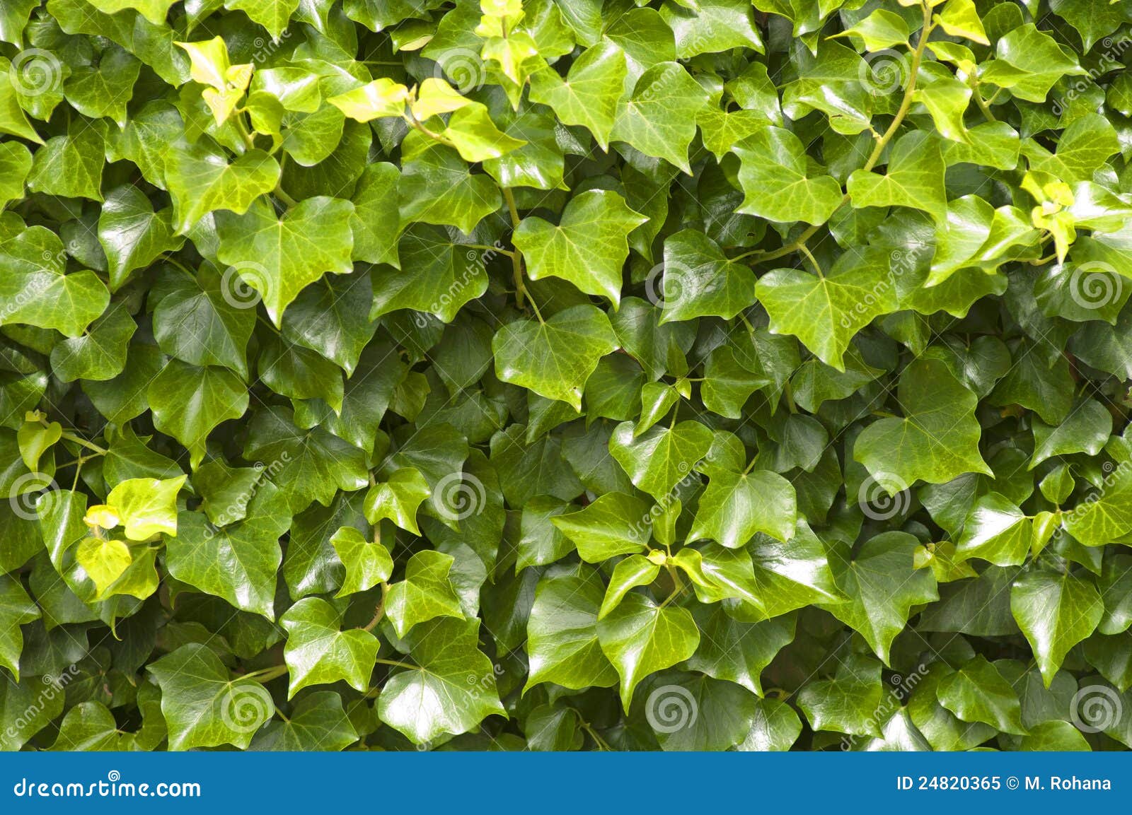 De Achtergrond Van De Klimop Stock Afbeelding - Image of groen, klimop ...