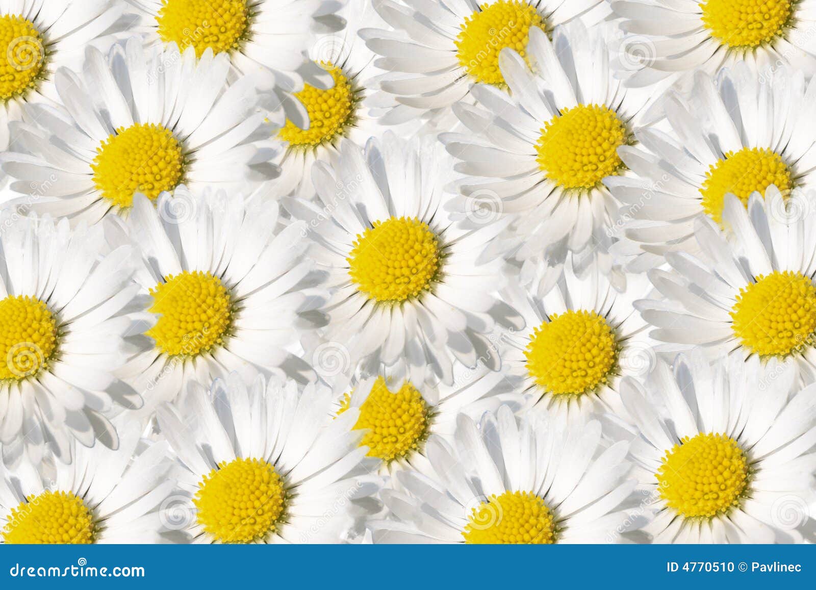 De Achtergrond Van De Margriet Stock Foto - Image of eigentijds ...