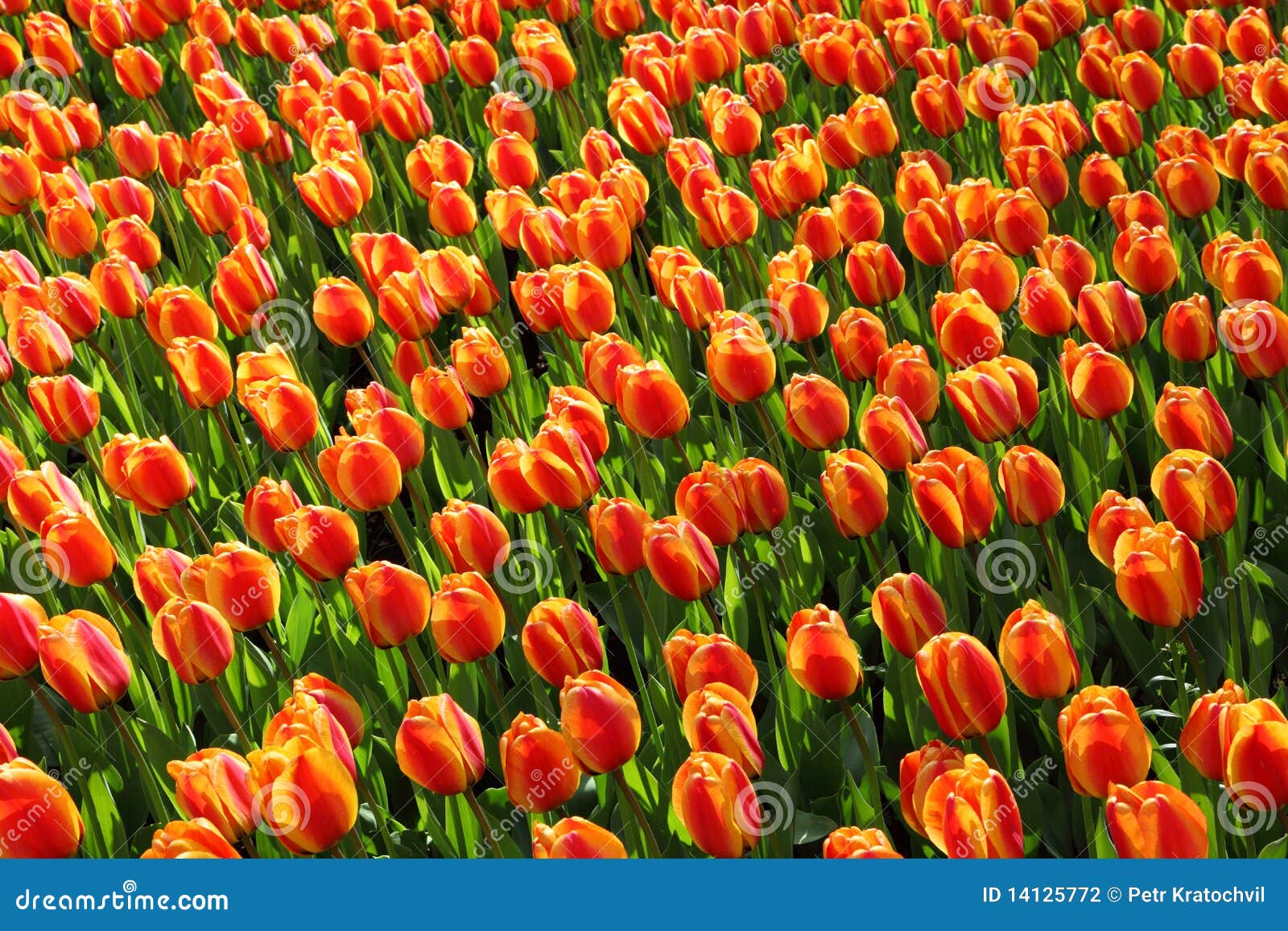 De achtergrond van de tulp stock foto. Image of behang - 14125772