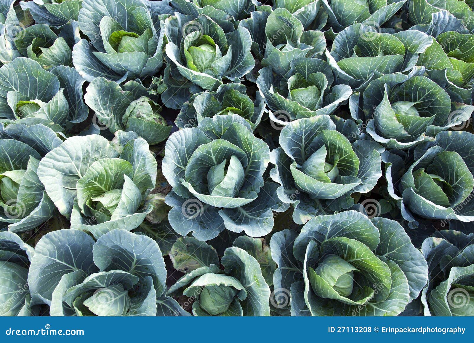 De Achtergrond Van Groene Kolen Stock Foto - Image of landbouw, groenen ...