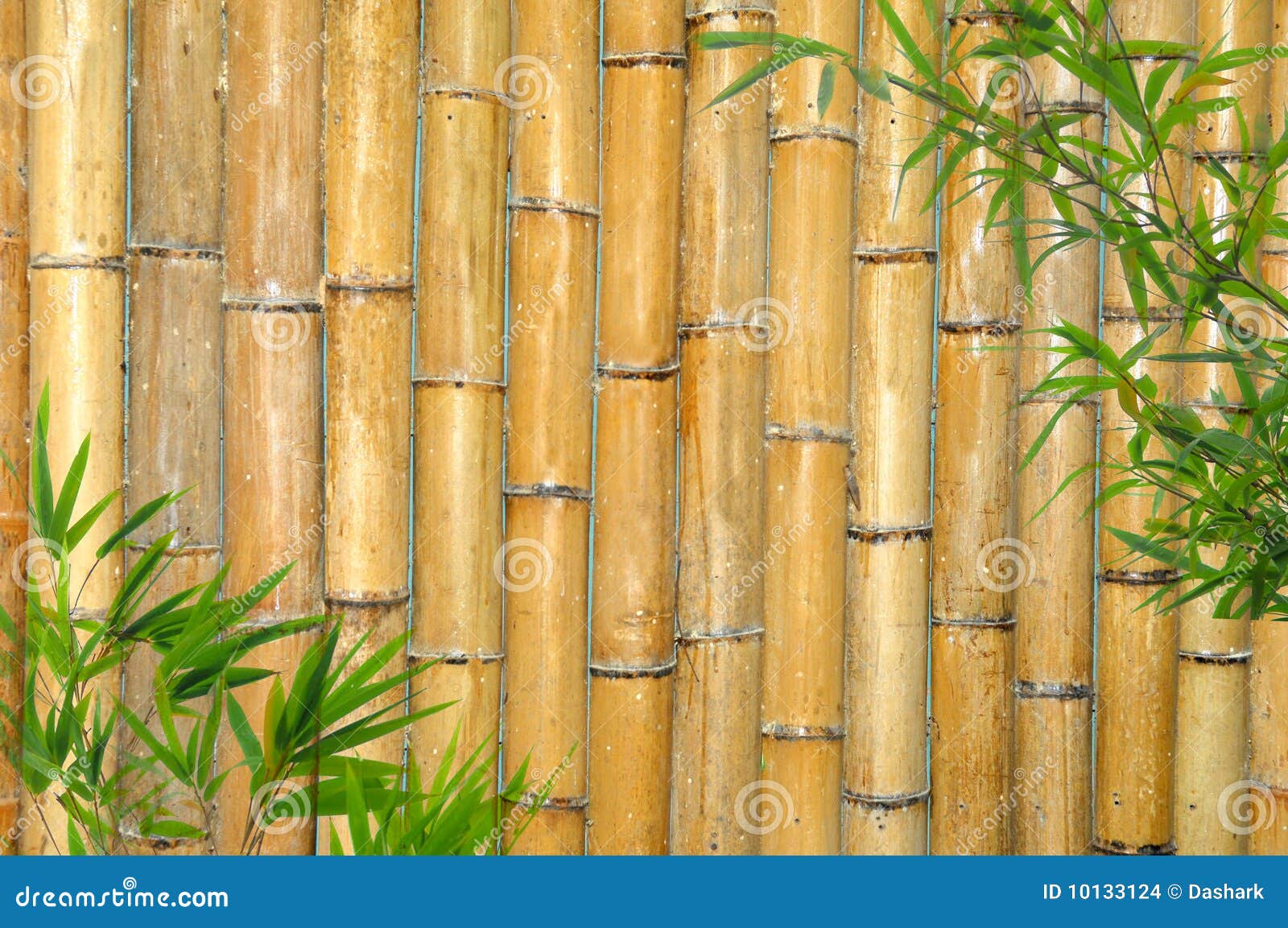 De Achtergrond Van Het Bamboe Stock Foto - Image of bloemen, dalingen ...