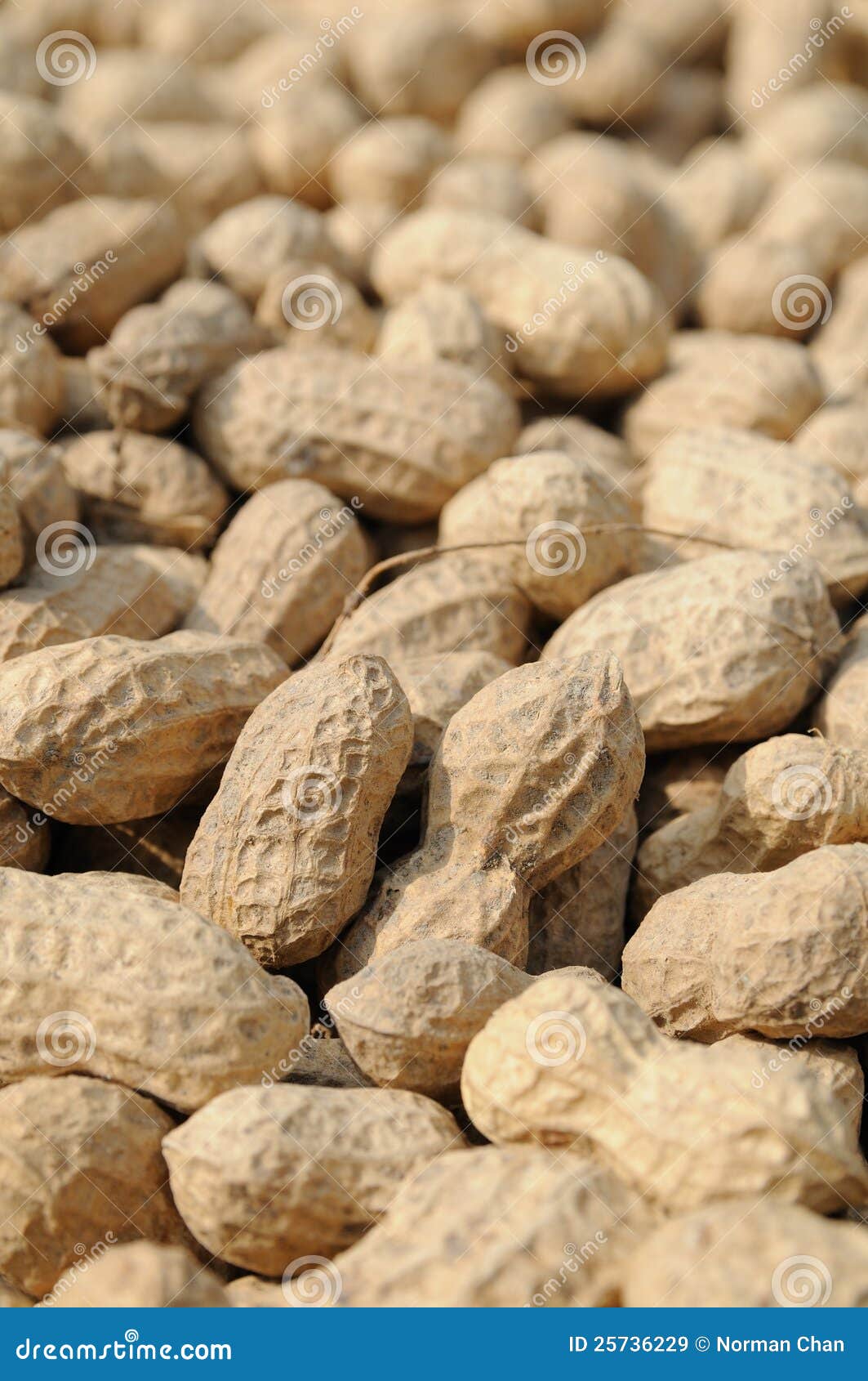 De achtergrond van pinda's stock afbeelding. Image of zaad - 25736229