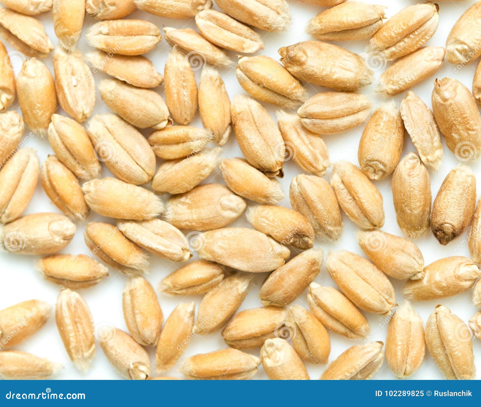 De Achtergrond Van De Tarwekorrel Stock Afbeelding - Image of ...