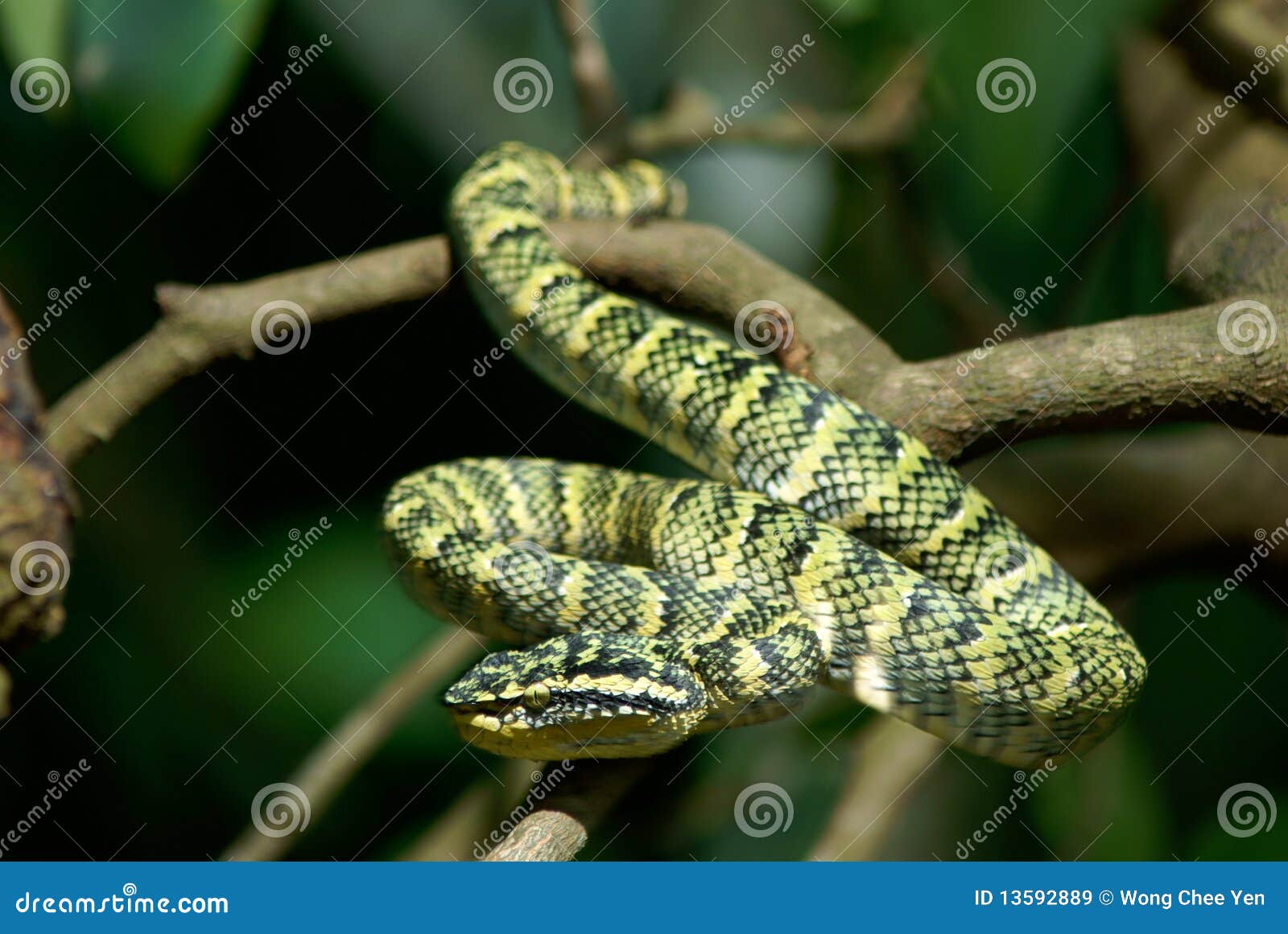 De Adder Van De Kuil Van Wagler Stock Afbeelding - Image of adder ...