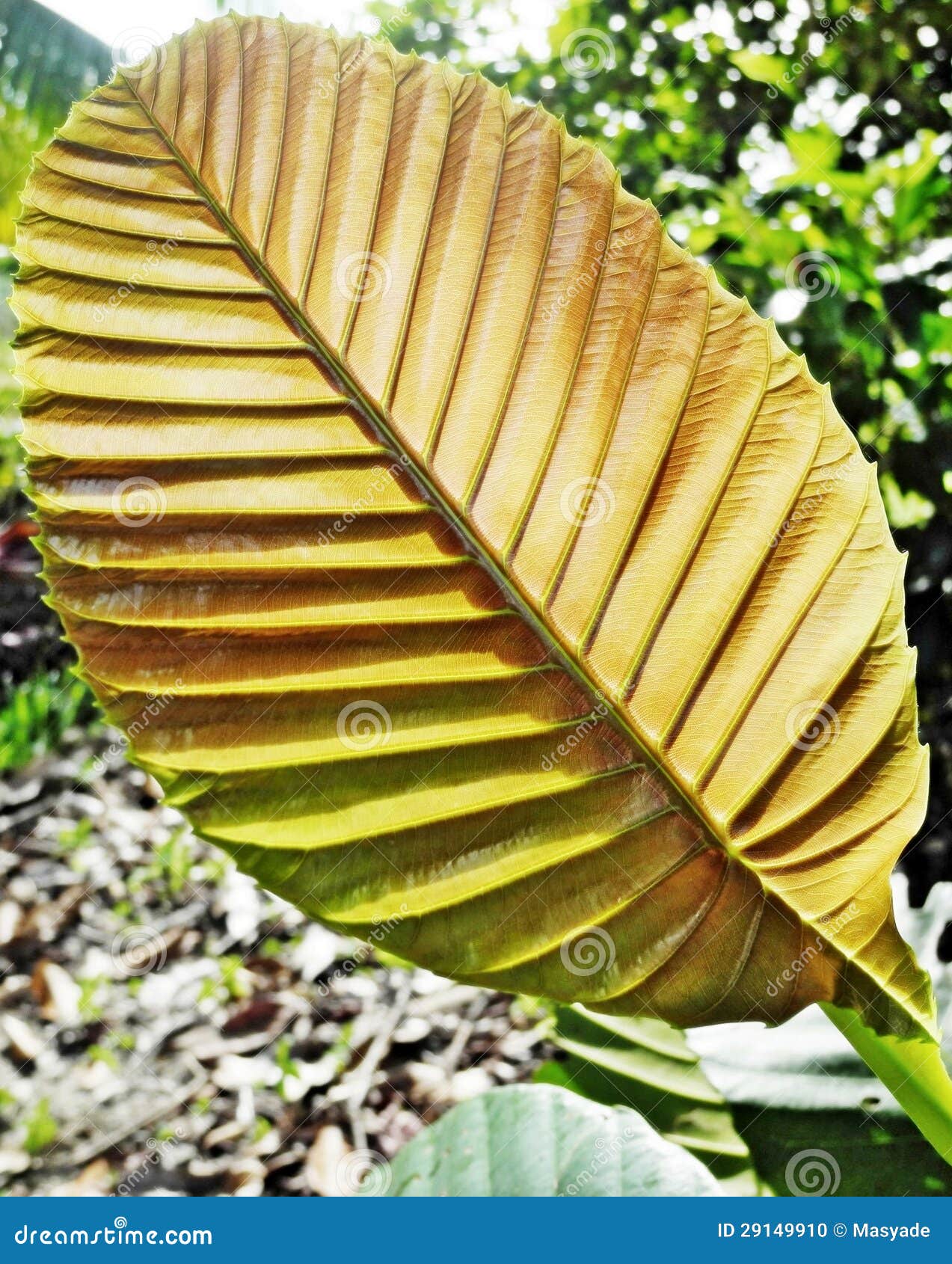 De aders stock foto. Image of hoofdnerf, zacht, shading - 29149910