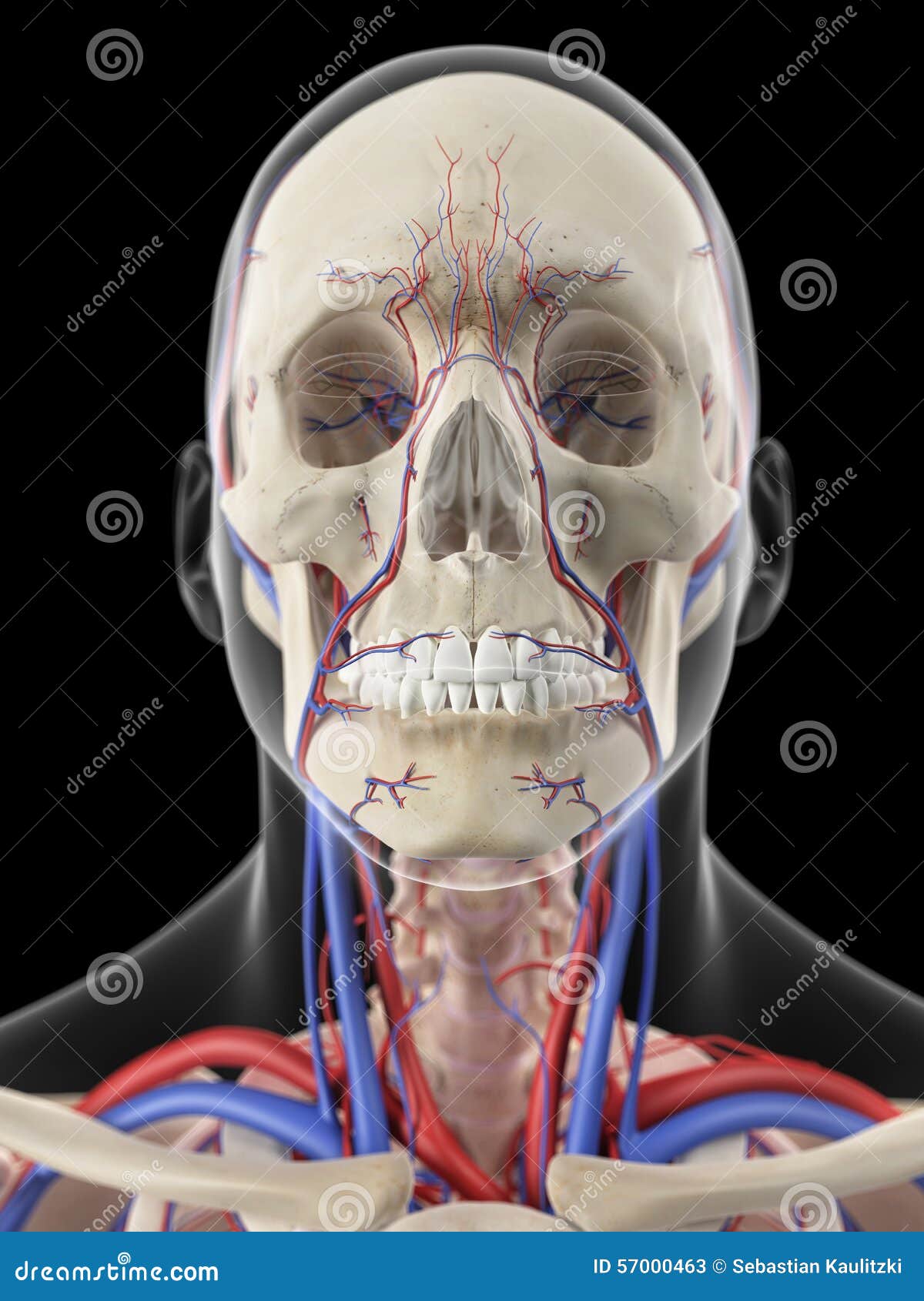De Aders En De Slagaders Van Het Hoofd Stock Illustratie - Illustration ...