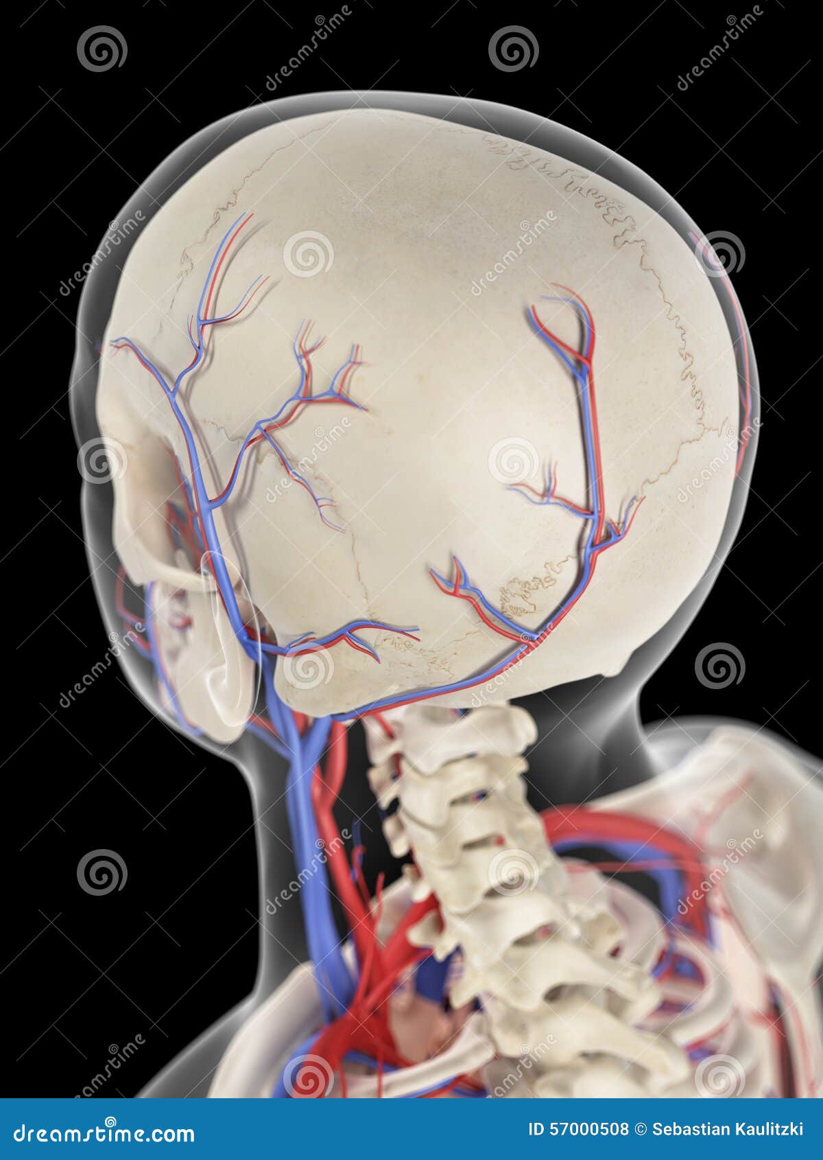 De Aders En De Slagaders Van Het Hoofd Stock Illustratie - Illustration ...