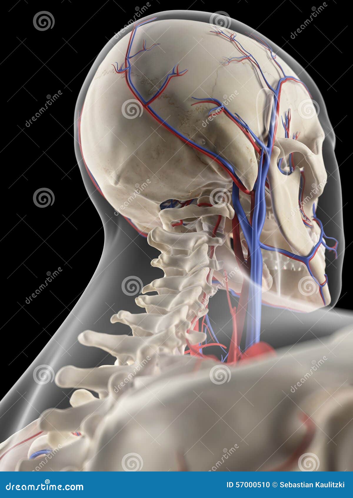 De Aders En De Slagaders Van Het Hoofd Stock Illustratie - Illustration ...