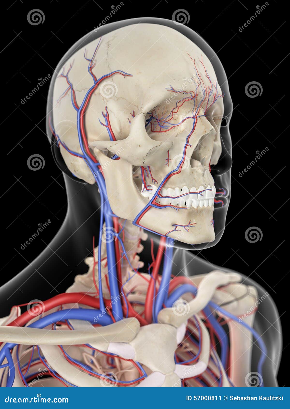 De Aders En De Slagaders Van Het Hoofd Stock Illustratie - Illustration ...
