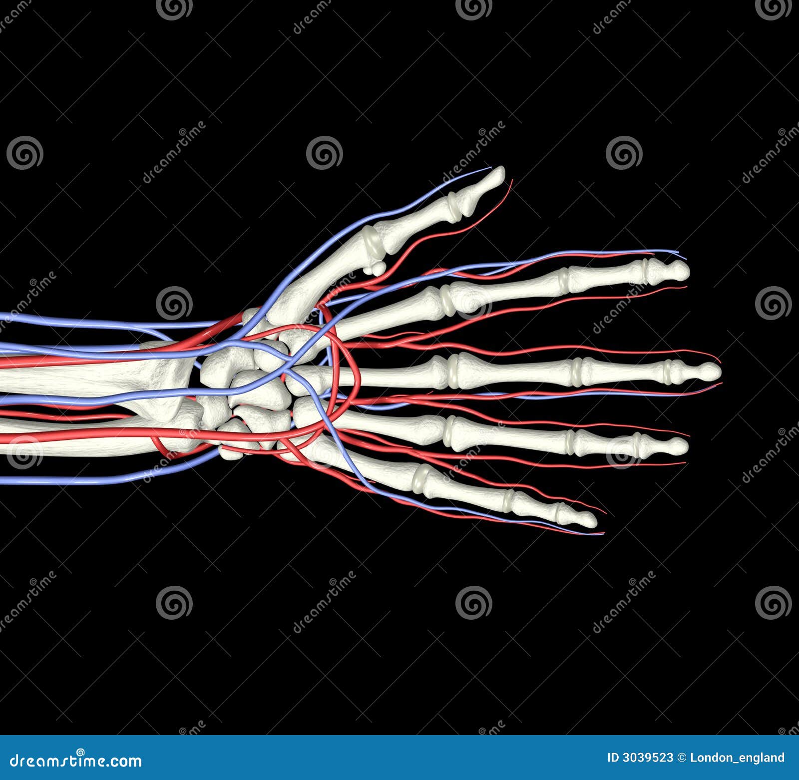 De Aders Van De Slagaders Van De Beenderen Van De Hand Stock ...